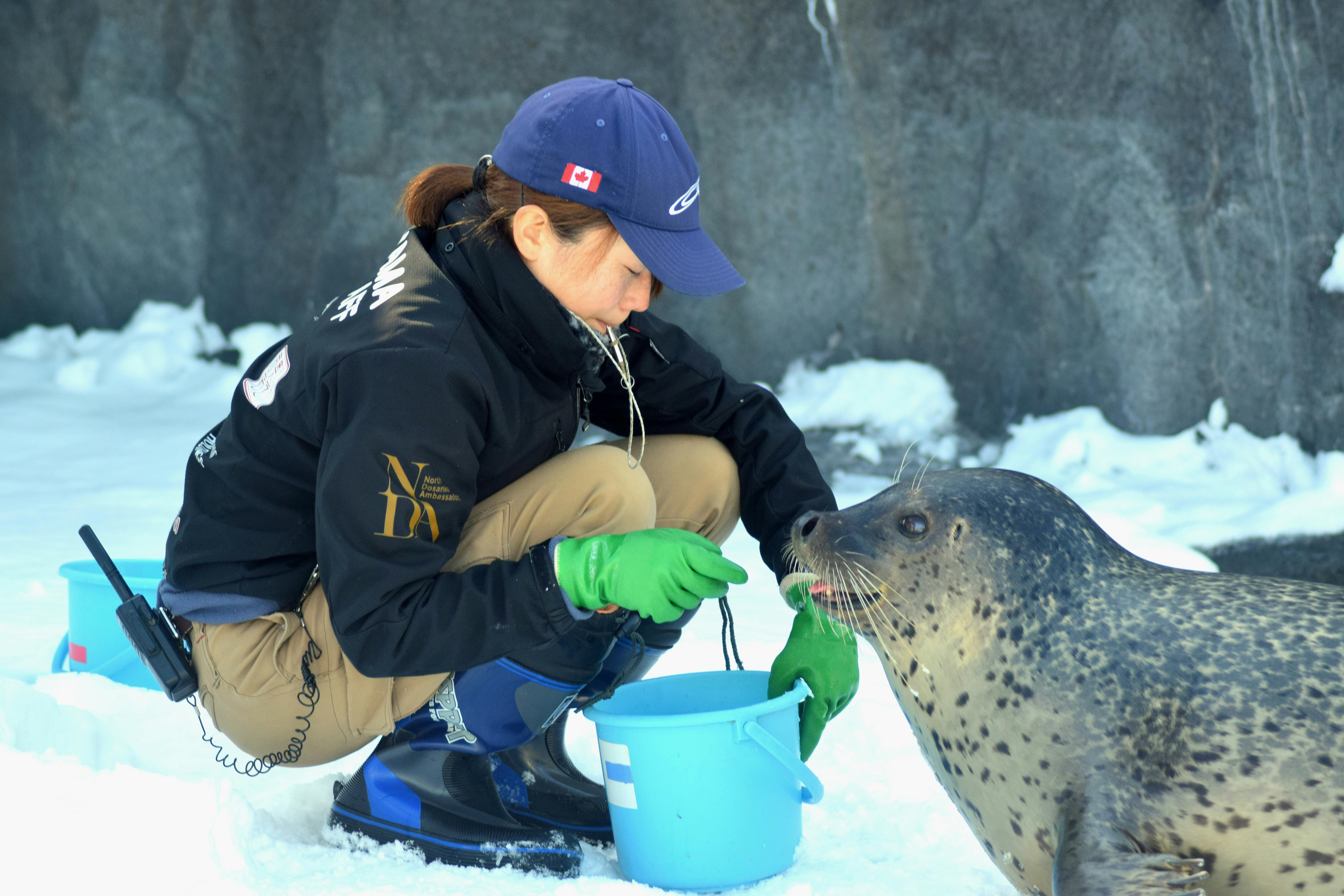 Seal Trainer Feeding a Seal in Sapporo Snow · Free Stock Photo