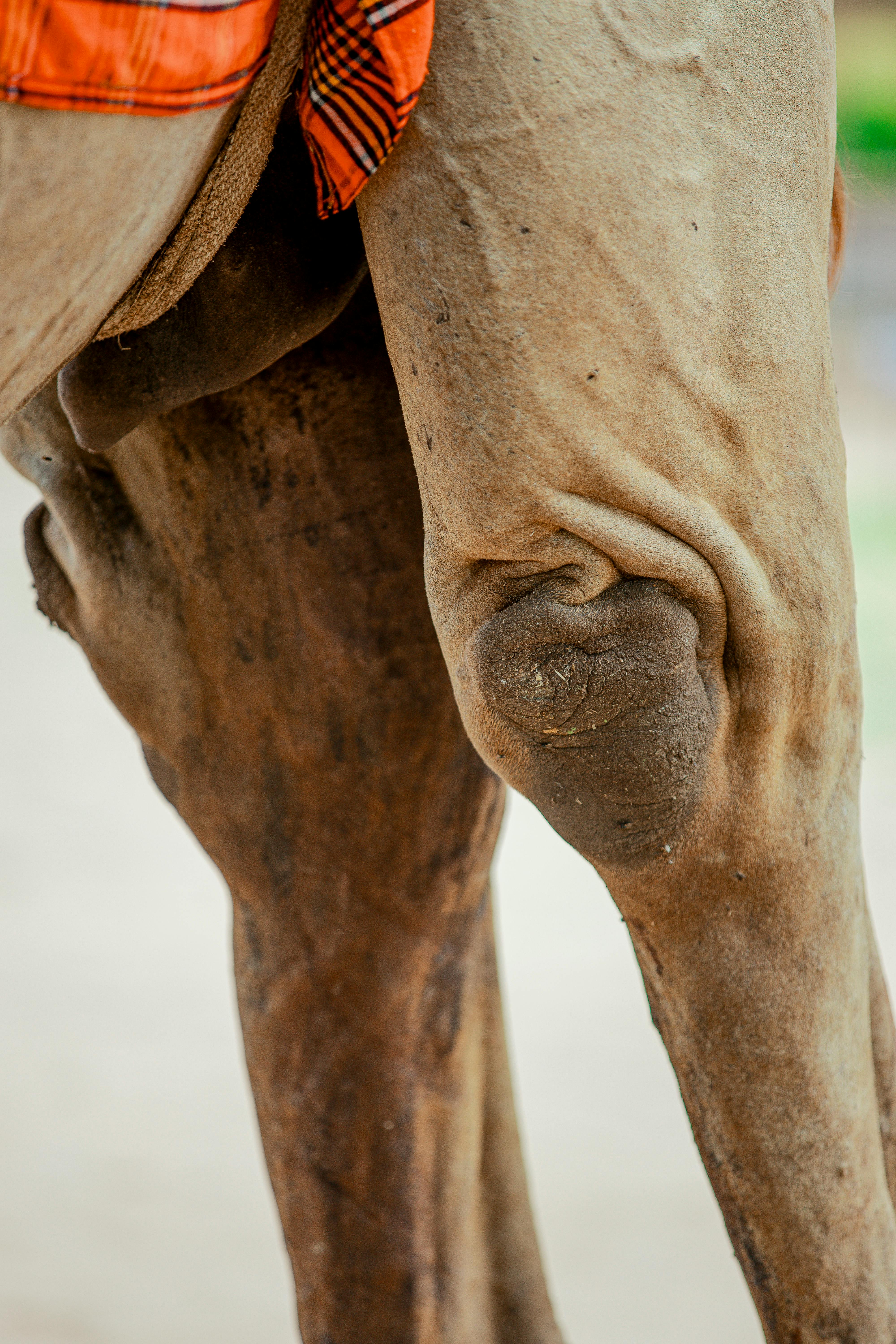 Camel Toe Photos, Download The BEST Free Camel Toe Stock Photos & HD Images