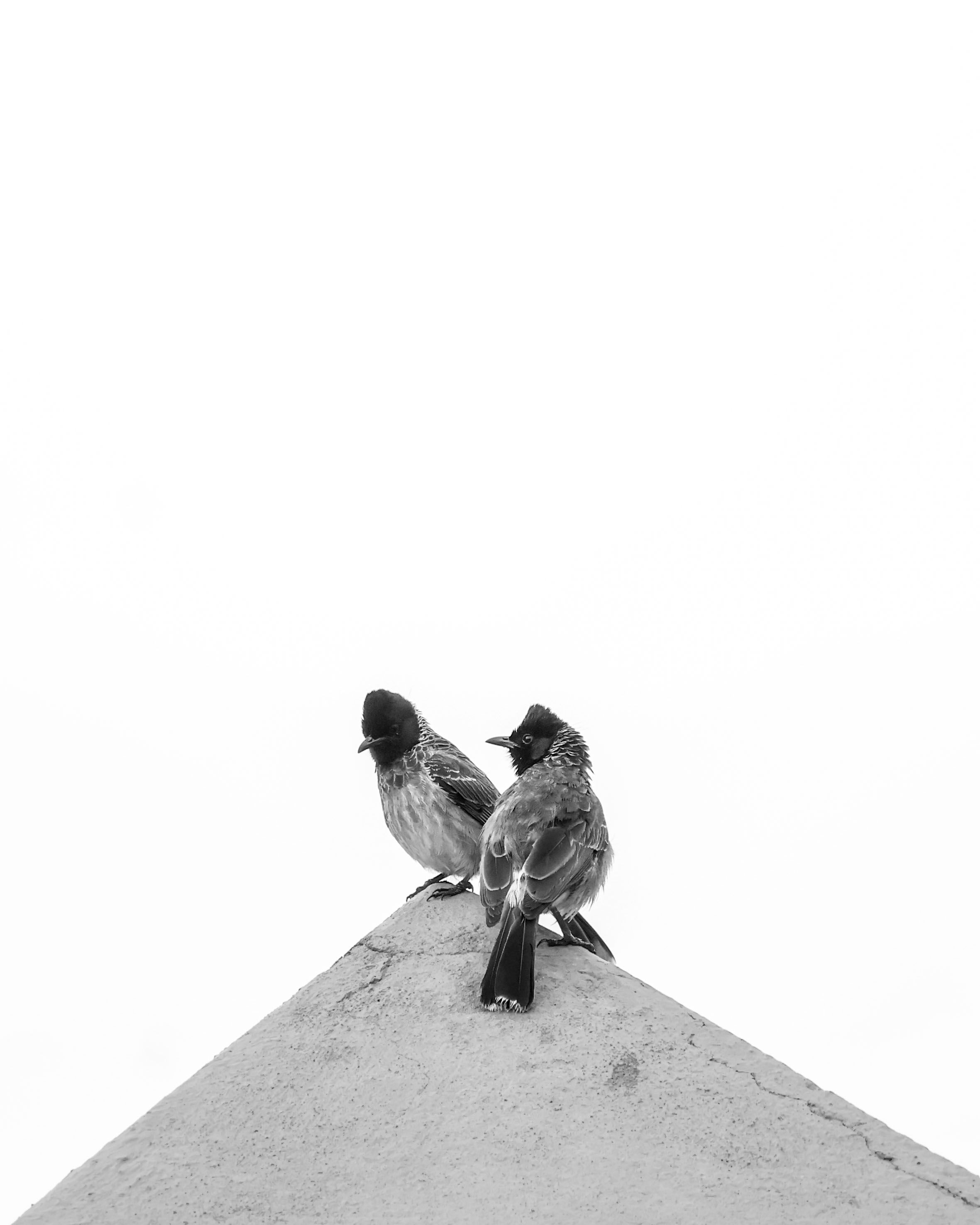 Monochrome Birds Perched on Rooftop in Salem · Free Stock Photo