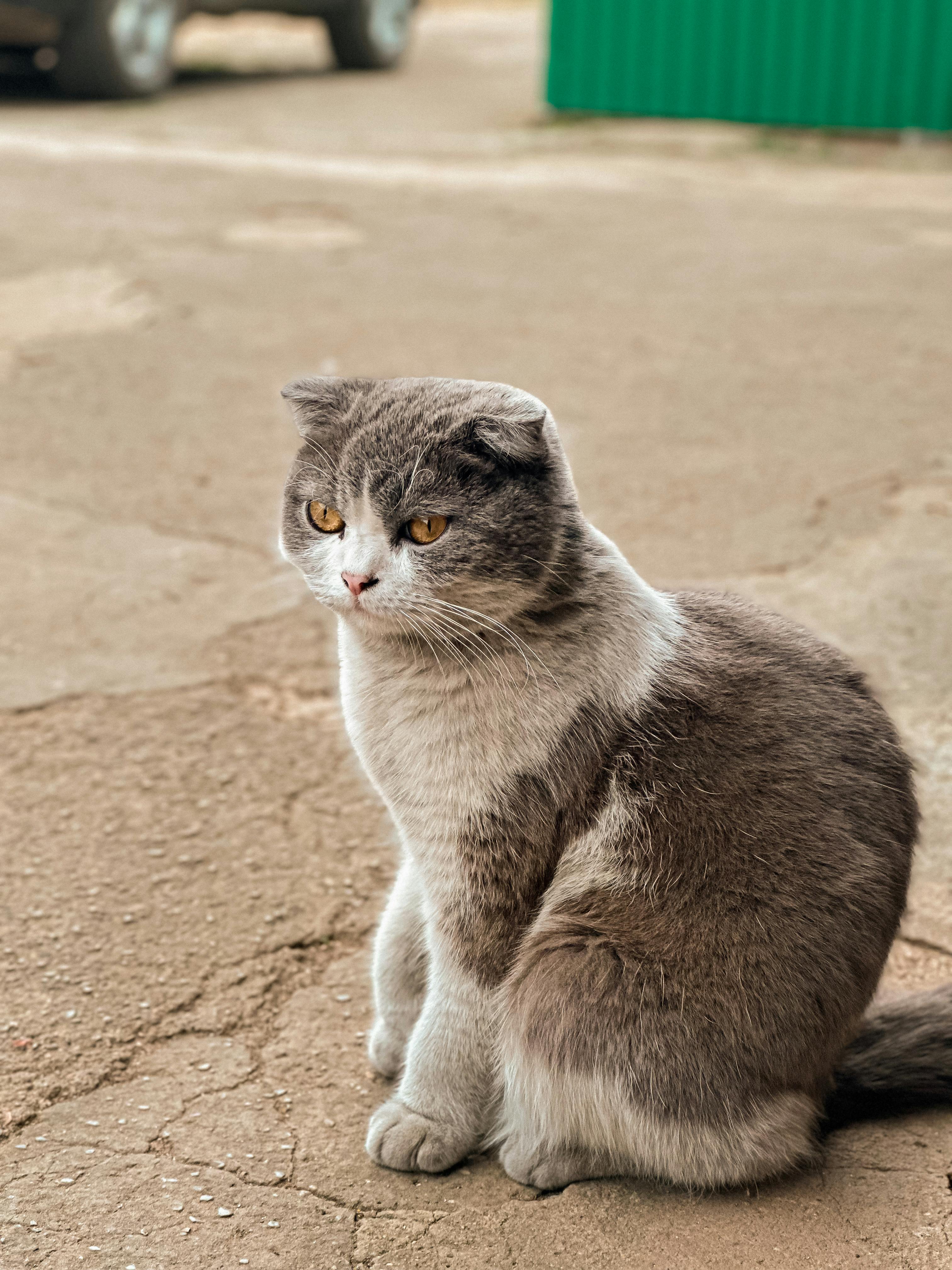 Scottish Fold Cat Sitting Outdoors on Pavement · Free Stock Photo