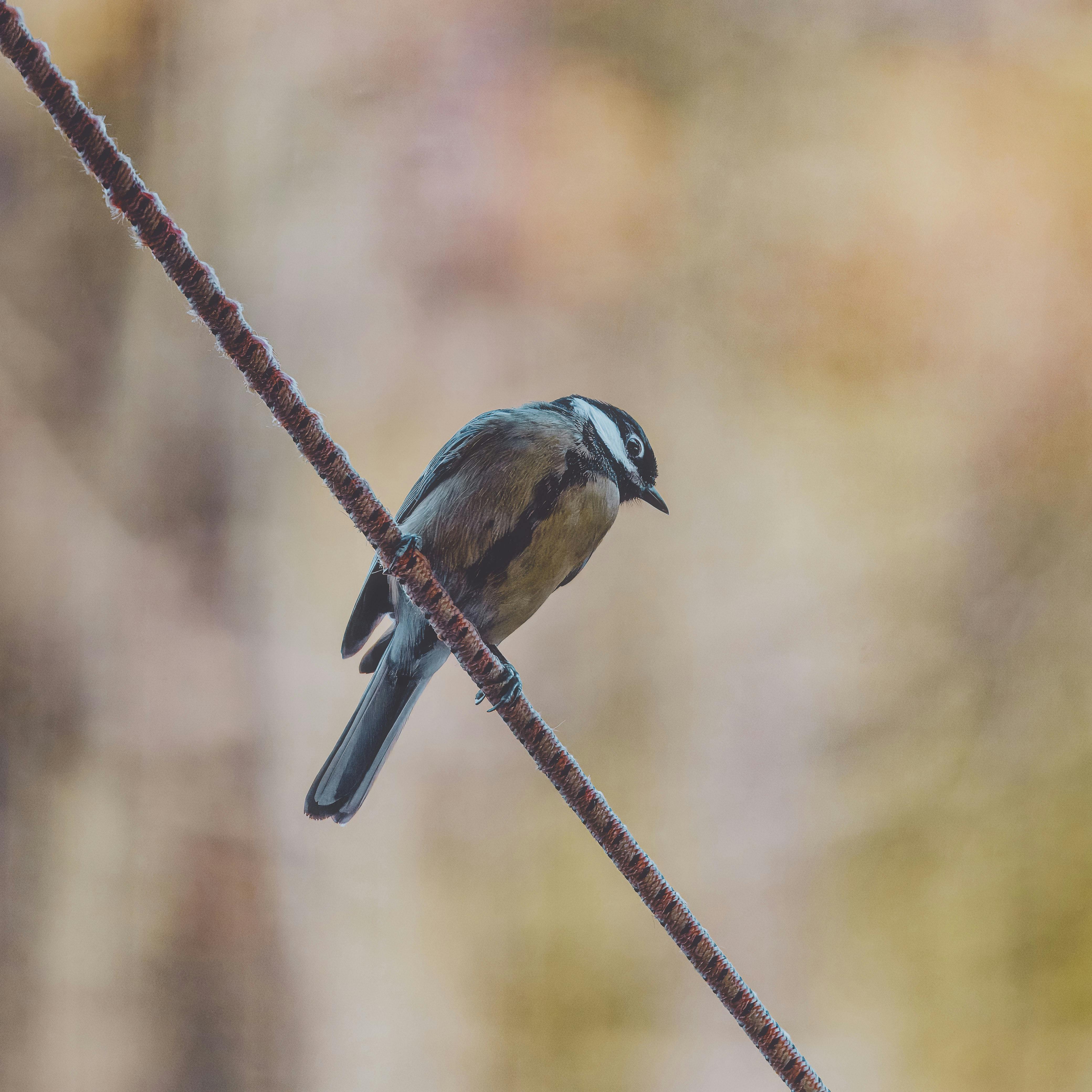 Rope Gel Photos, Download The BEST Free Rope Gel Stock Photos & HD Images