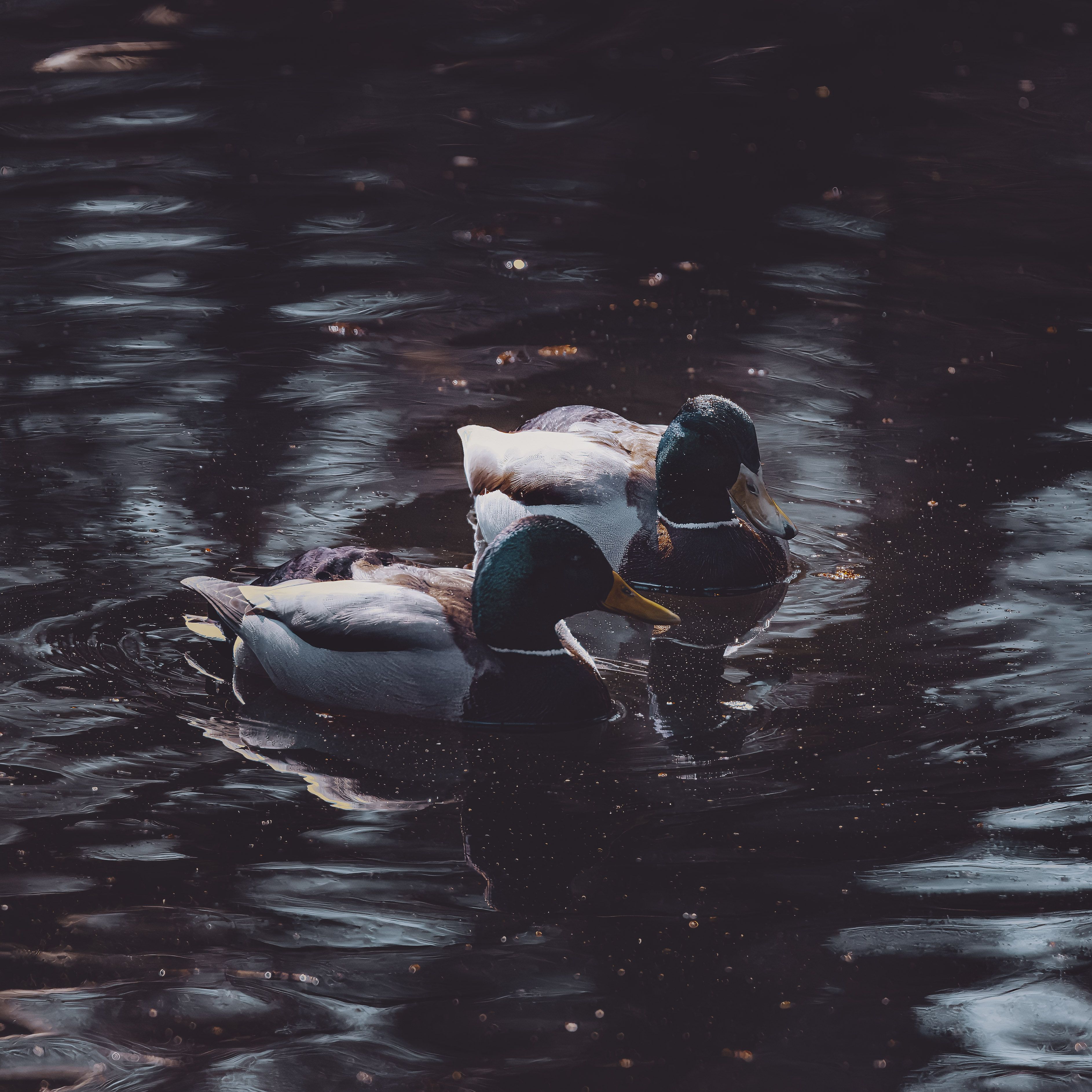 Peaceful Ducks Floating on a Reflective Pond · Free Stock Photo