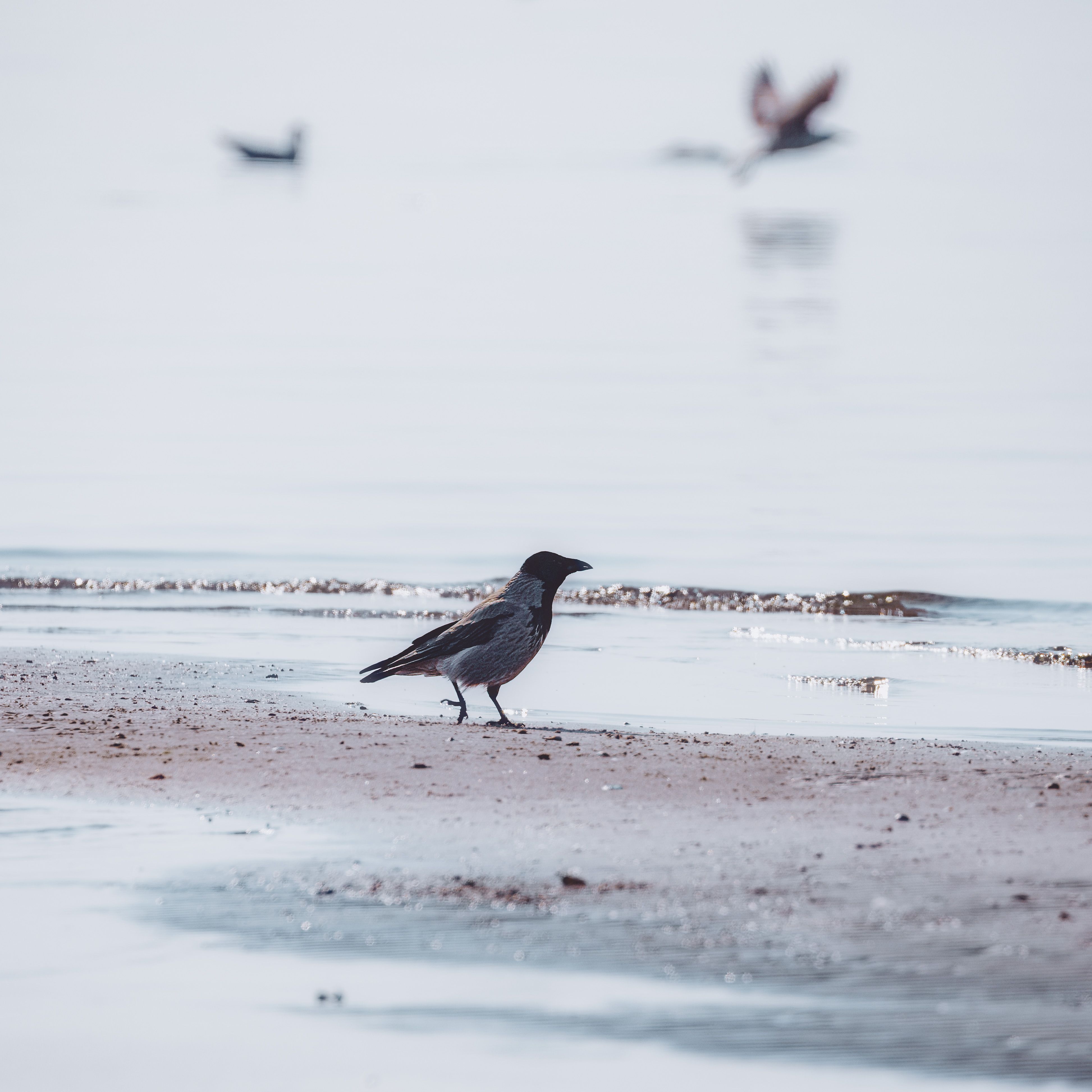 Oiseau Solitaire Sur Les Plages Scandinaves · Photo gratuite