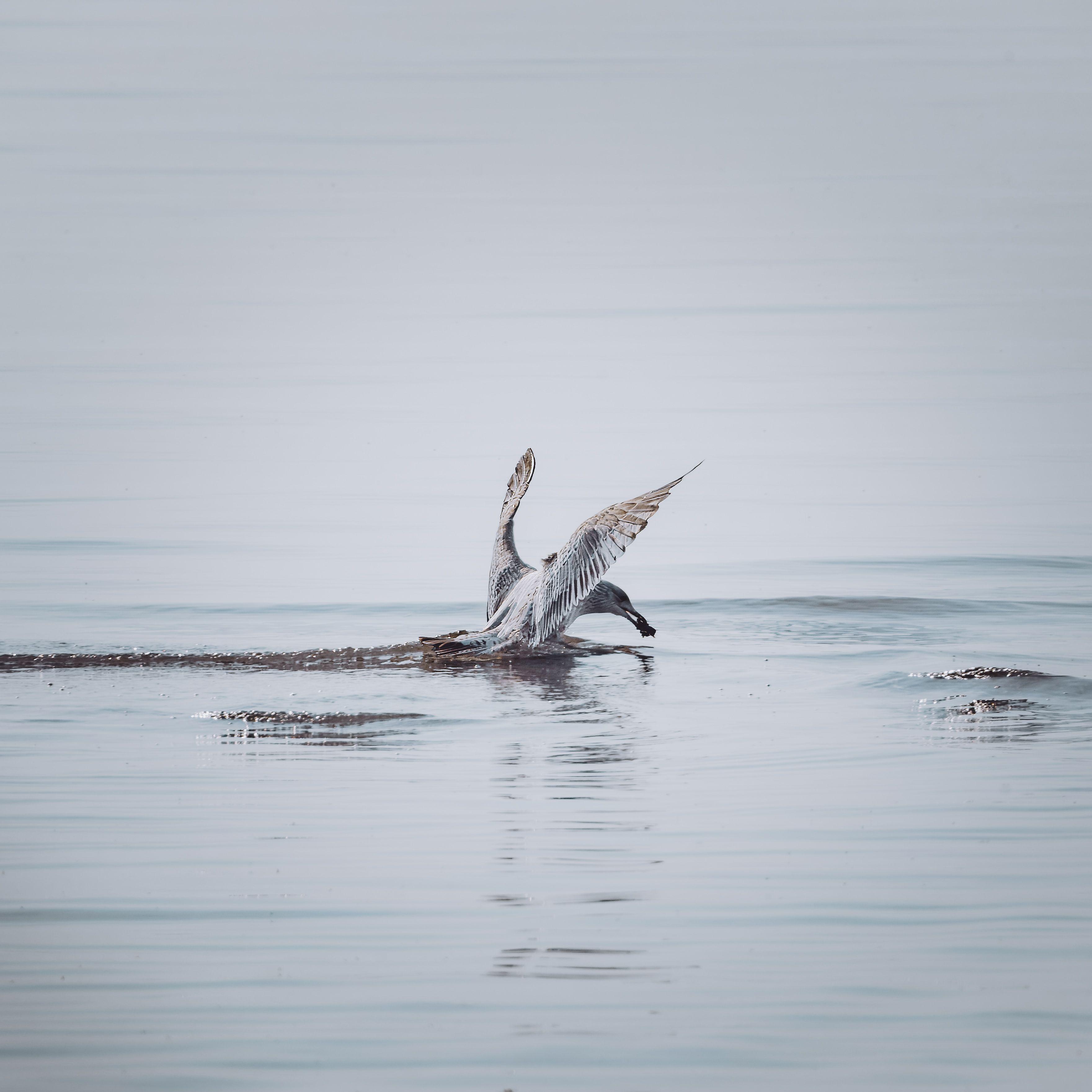 Graceful Waterbird Spreads Wings in Tranquil Waters · Free Stock Photo