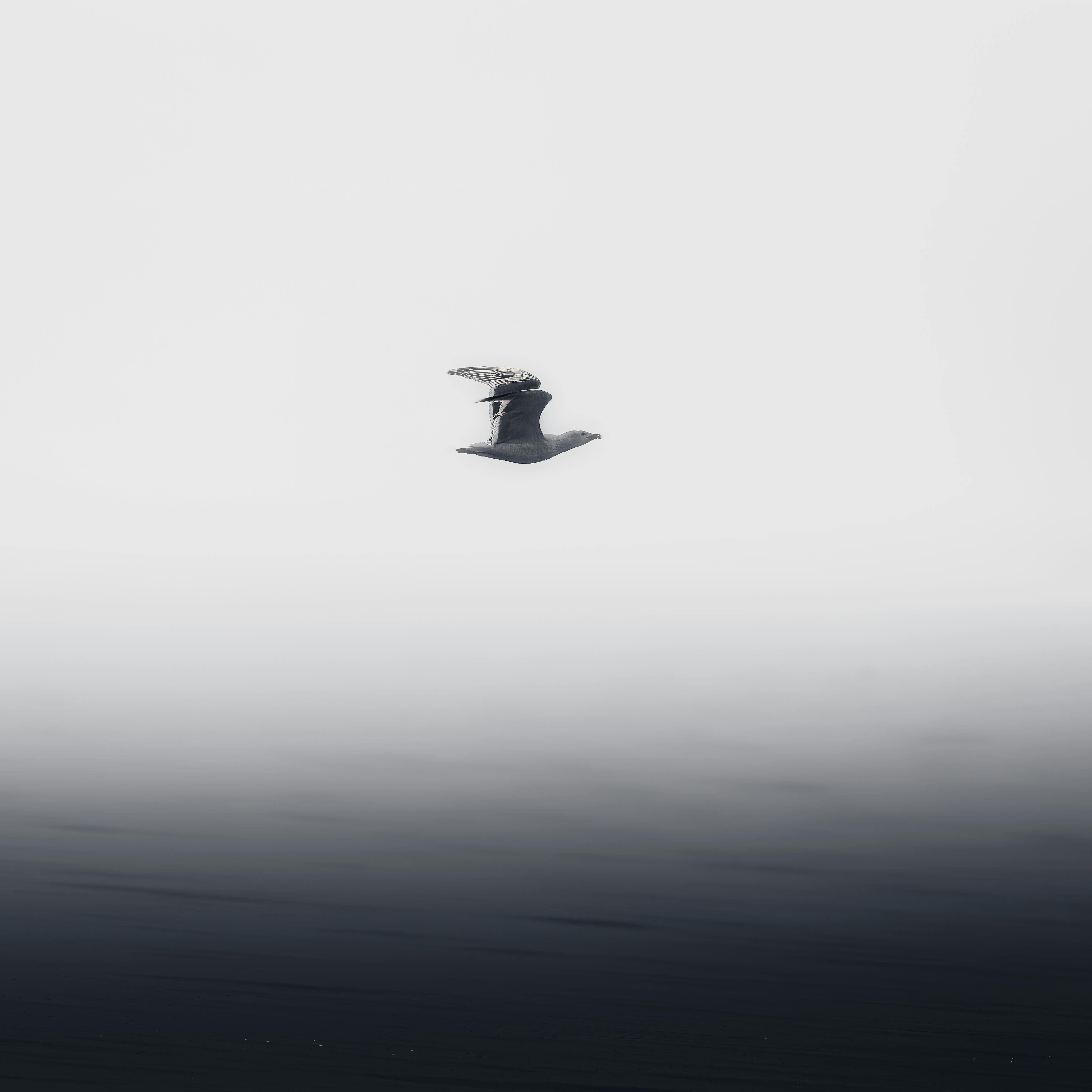 Solitary Seagull in Flight over Misty Horizon · Free Stock Photo