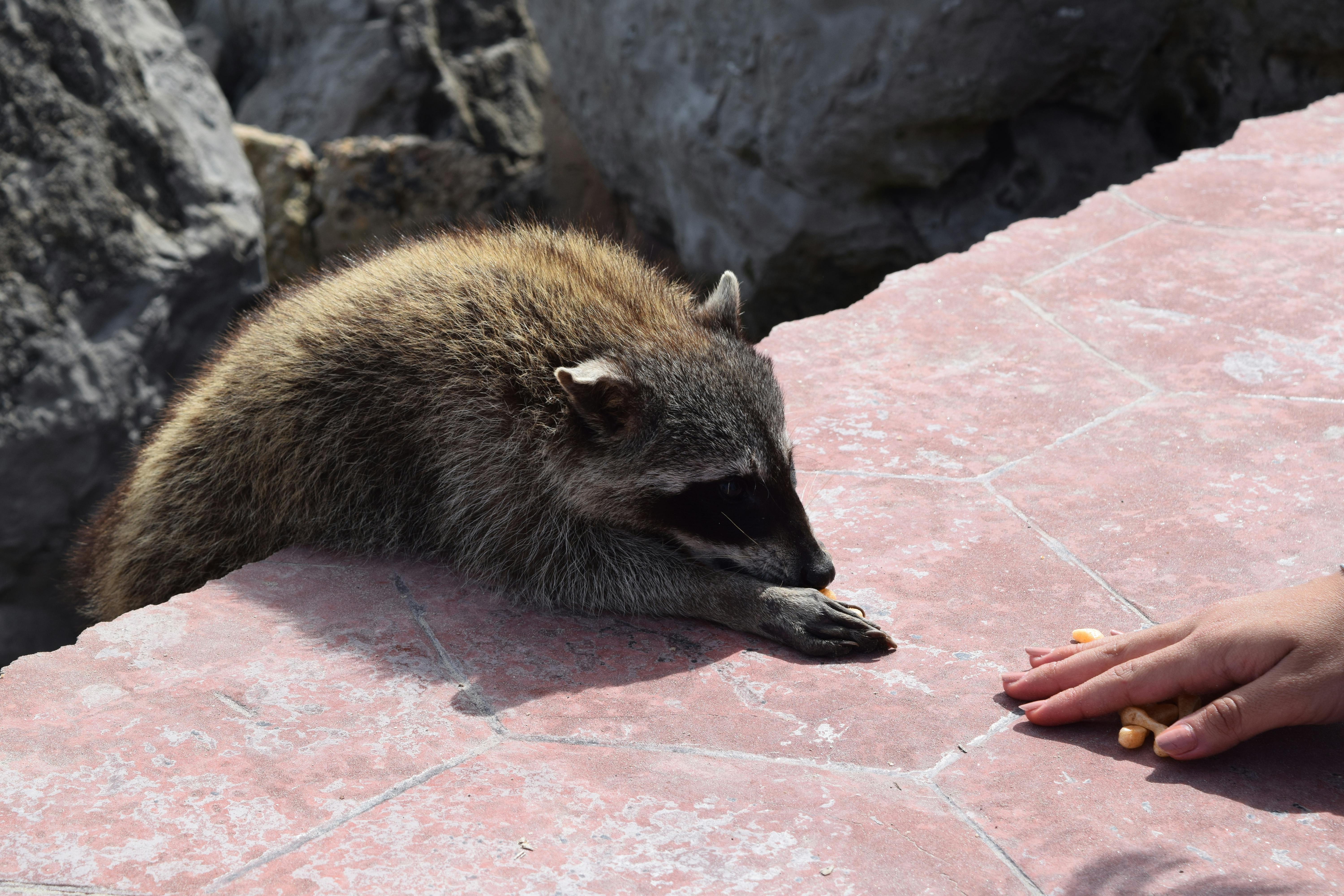Free stock photo of animals, raccoon, wildlife