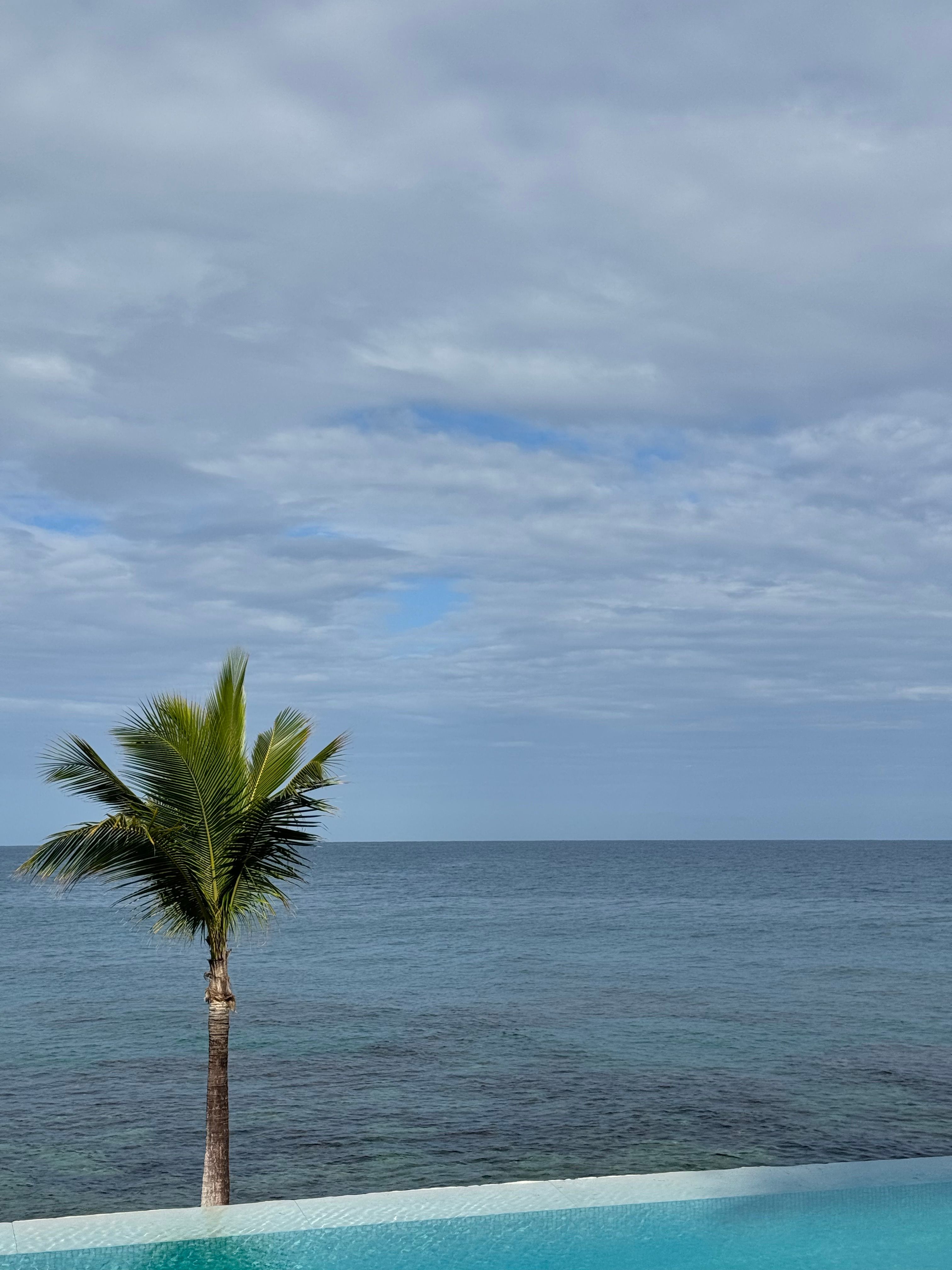 Palmes Photos, Download The BEST Free Palmes Stock Photos & HD Images