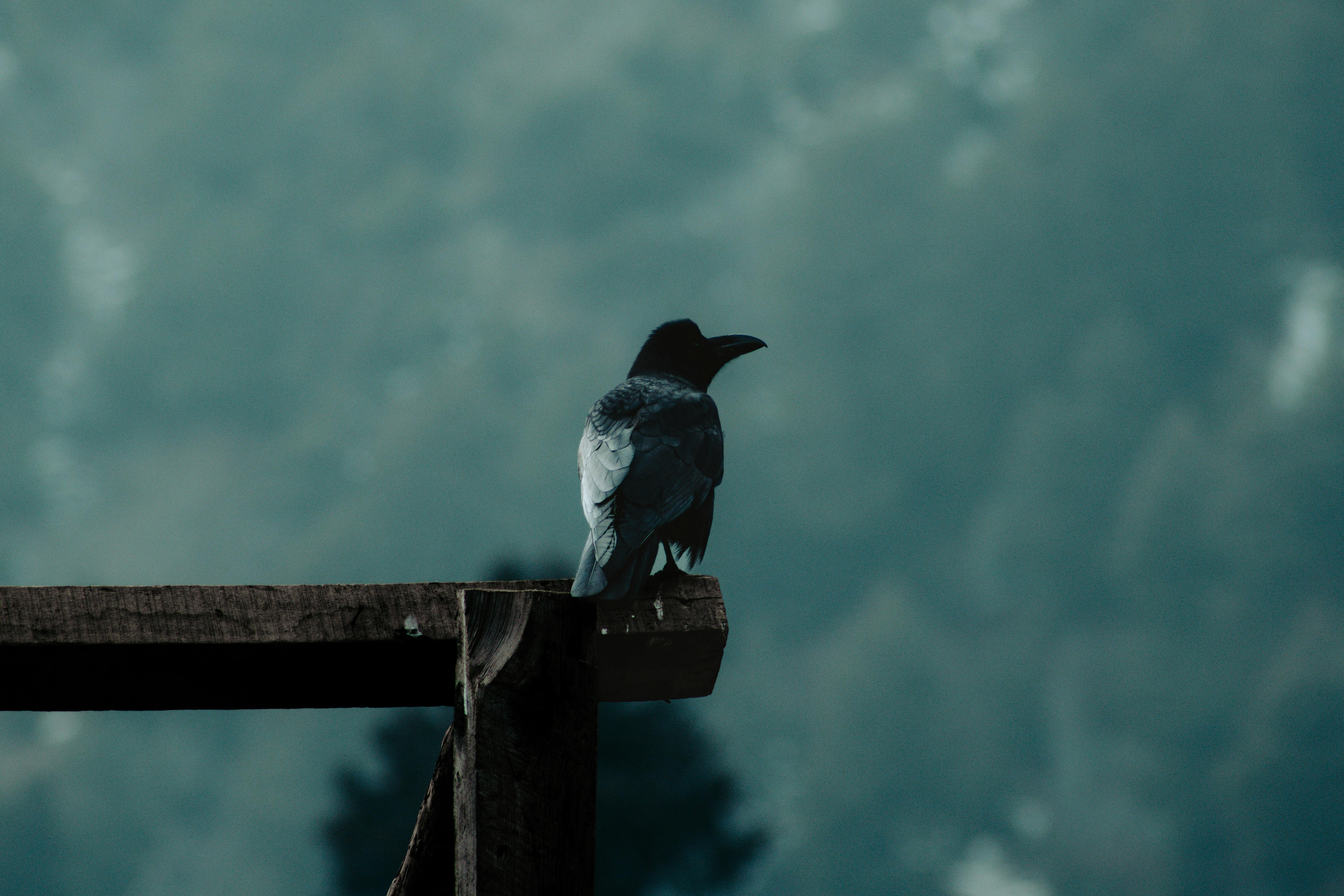 Lonely Crow Perched on Wooden Beam in Misty Forest · Free Stock Photo