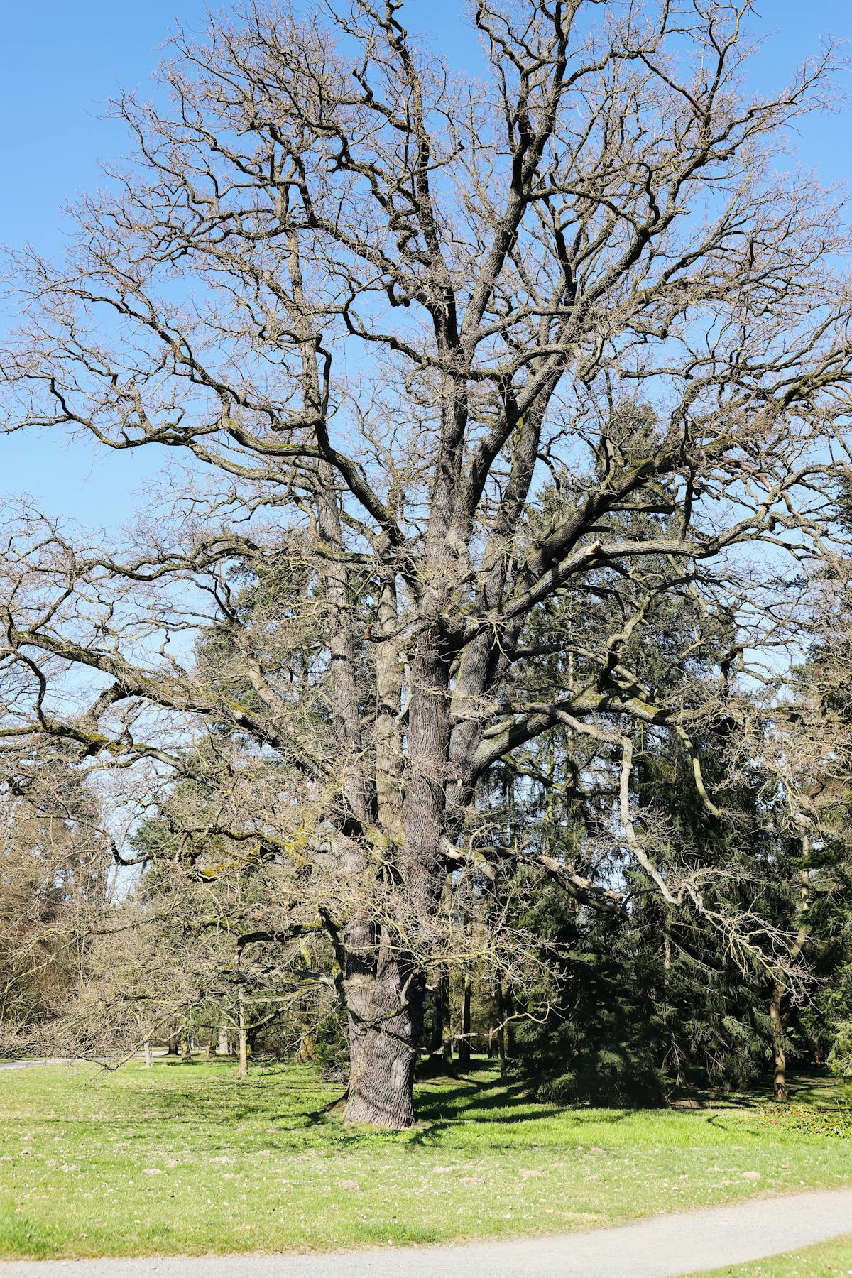 Oak Tree Photos, Download The BEST Free Oak Tree Stock Photos & HD Images