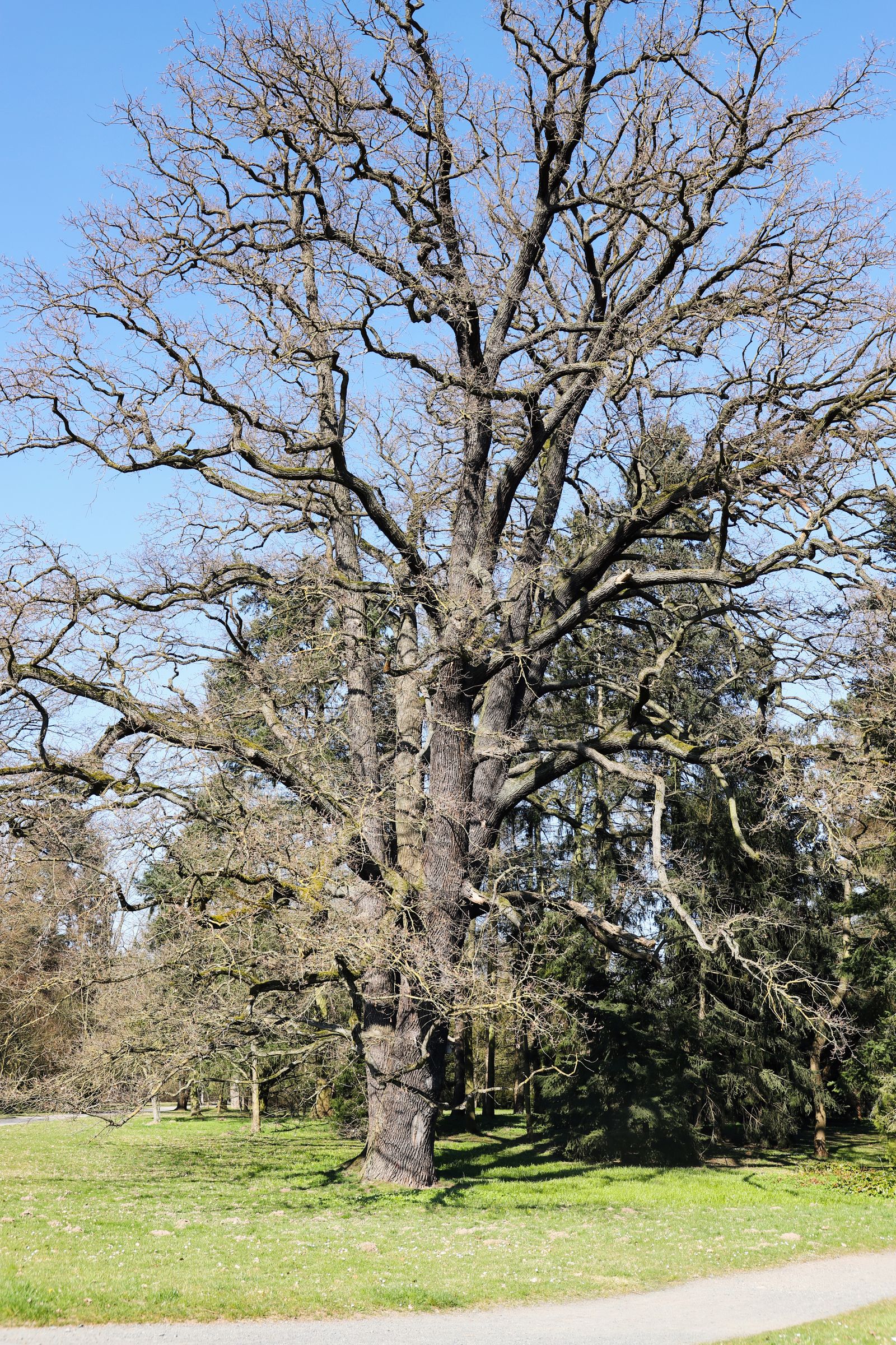 Oak Tree Photos, Download The BEST Free Oak Tree Stock Photos & HD Images