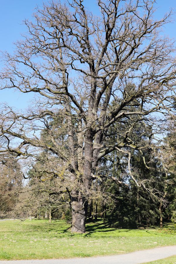 Oak Tree Photos, Download The BEST Free Oak Tree Stock Photos & HD Images