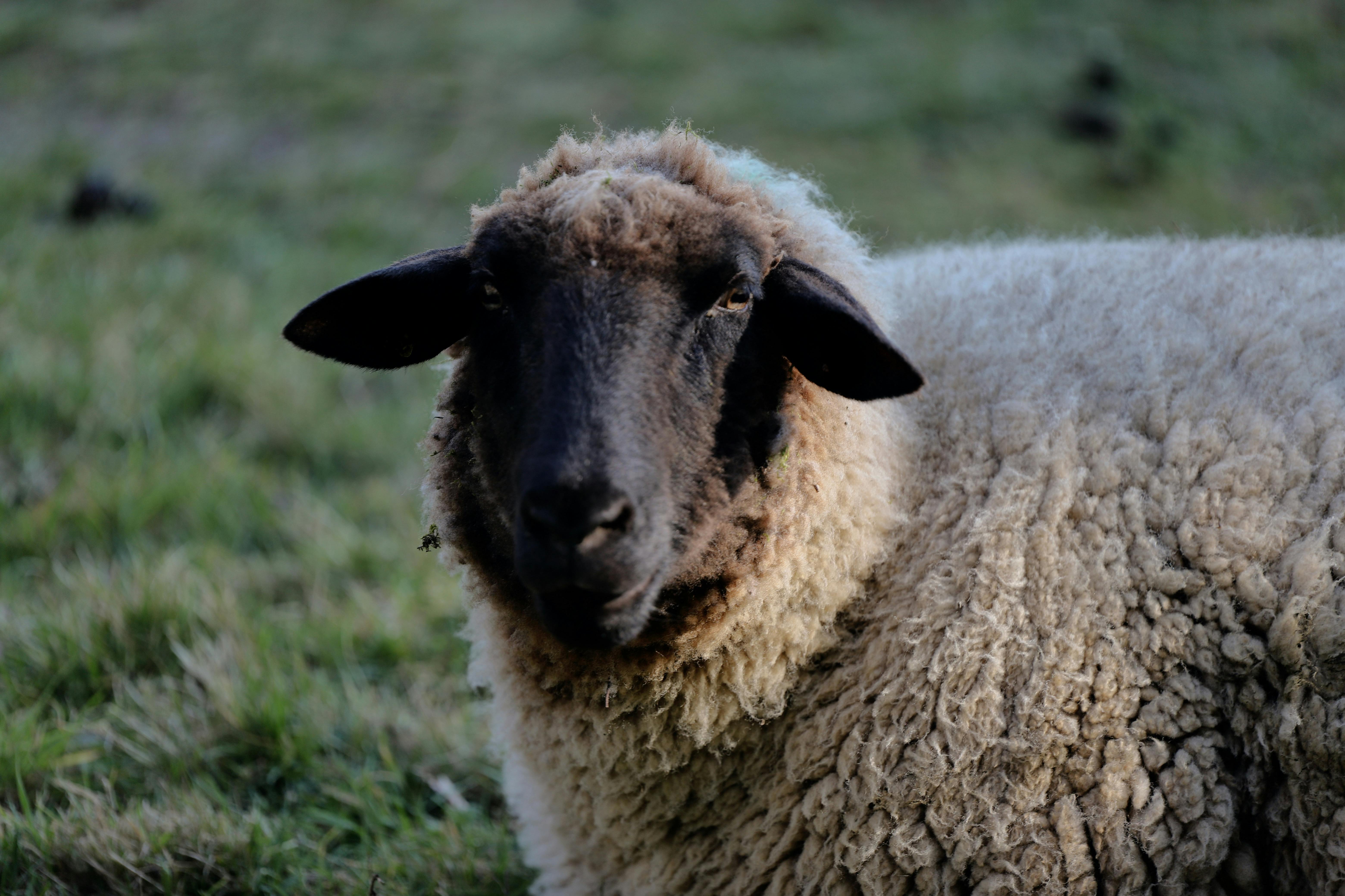 Cotton Faram Photos, Download The BEST Free Cotton Faram Stock Photos ...