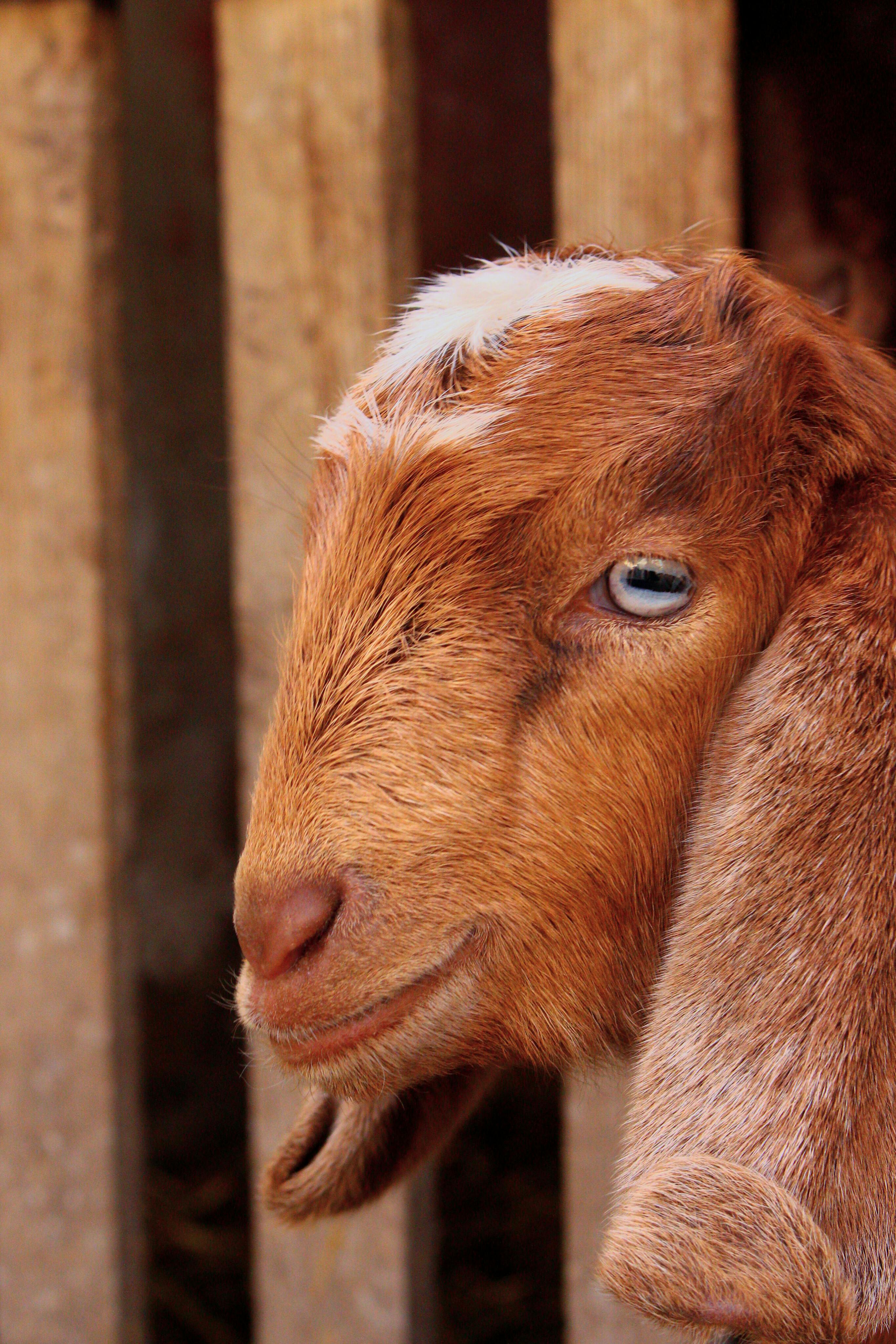 Animal Textures Photos, Download The BEST Free Animal Textures Stock ...