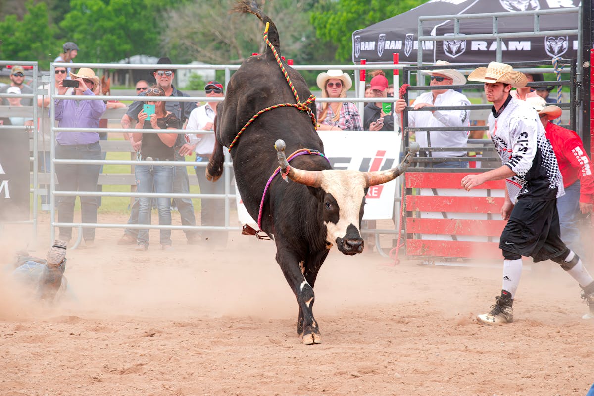 804+ Fotos y Imágenes de Rodeo Gratis · Banco de Fotos Gratis