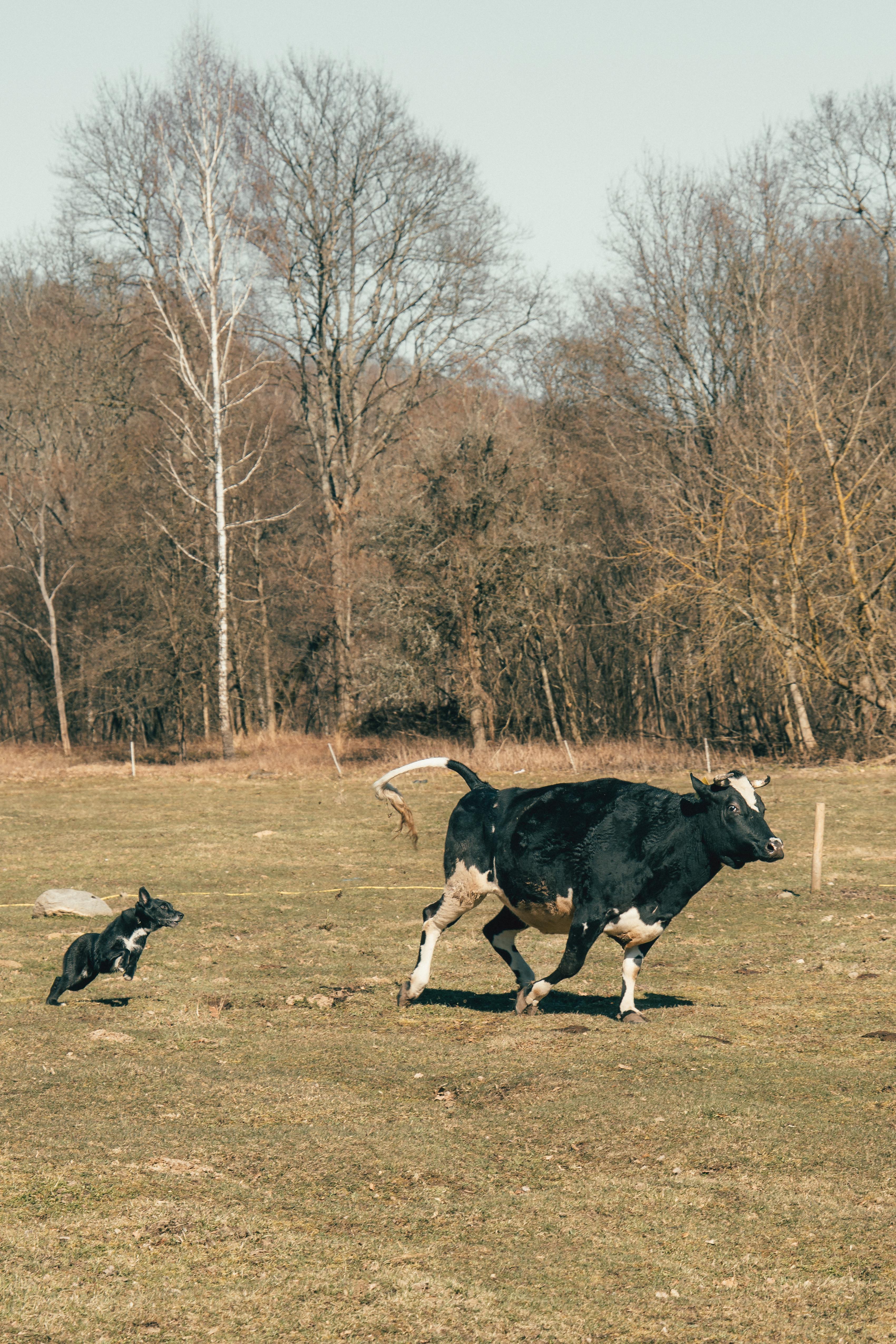 Playful Moment: Dog Chases Cow in Field · Free Stock Photo