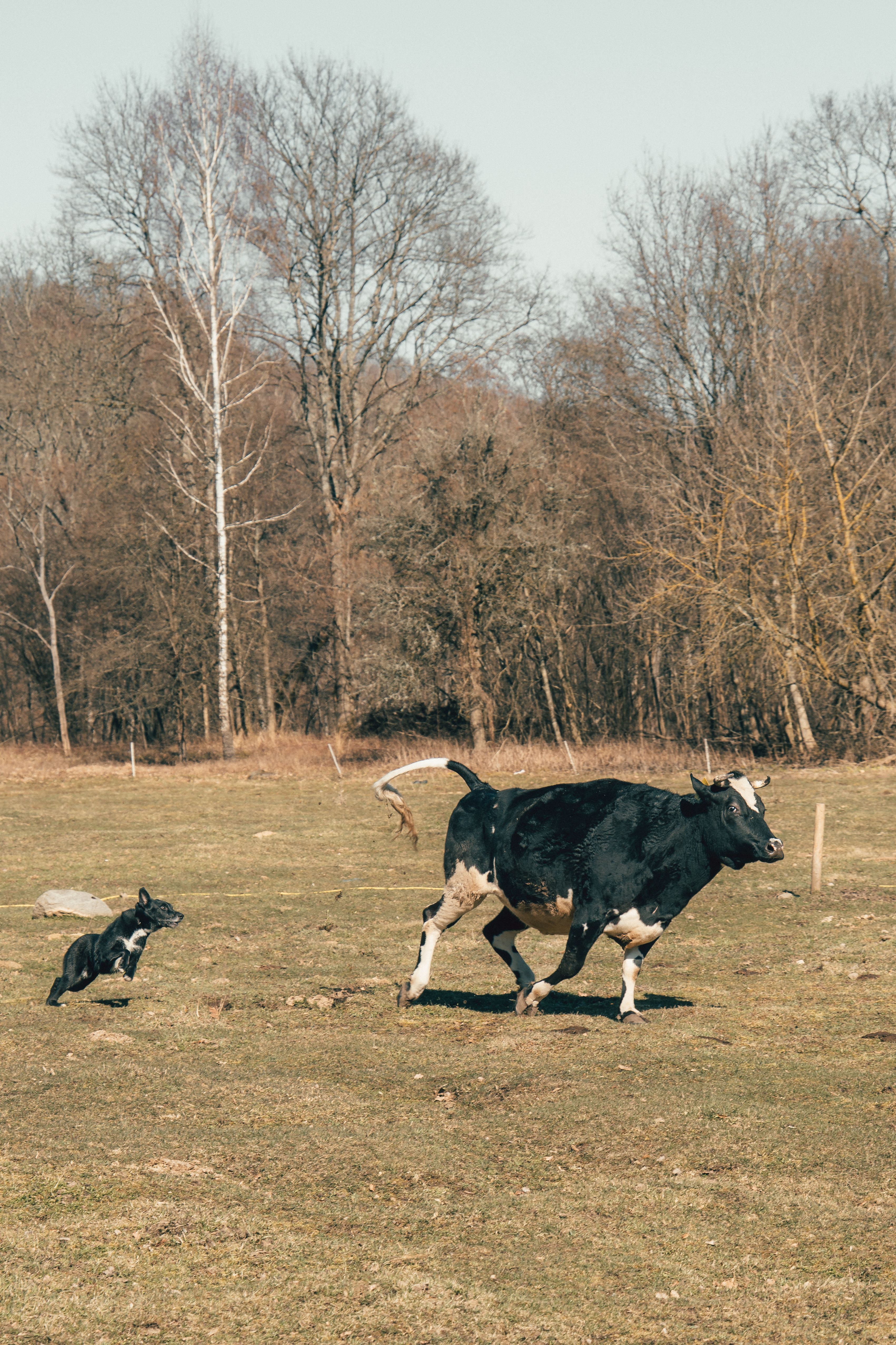 Playful Moment: Dog Chases Cow in Field · Free Stock Photo