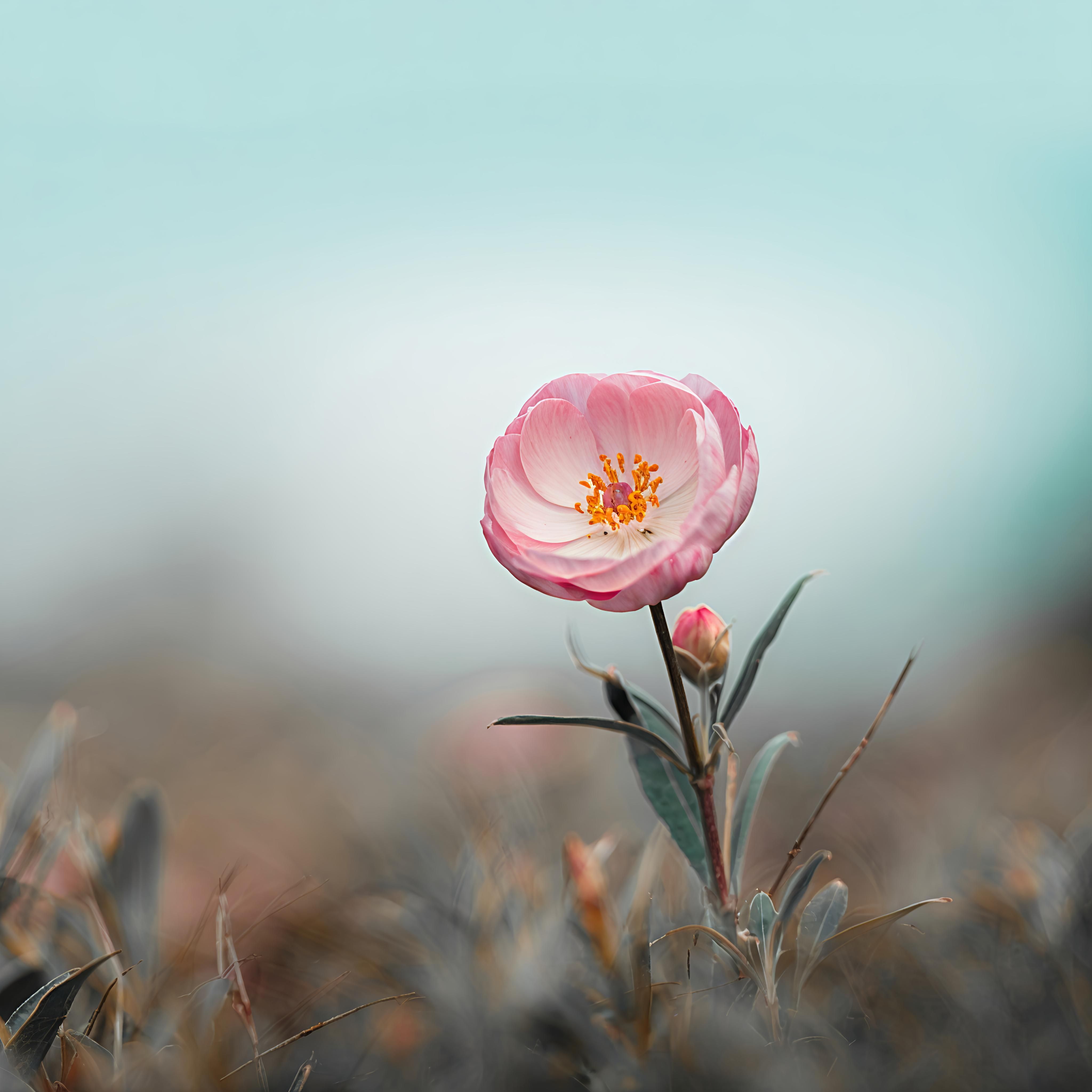 Atif Hashmi - Photography