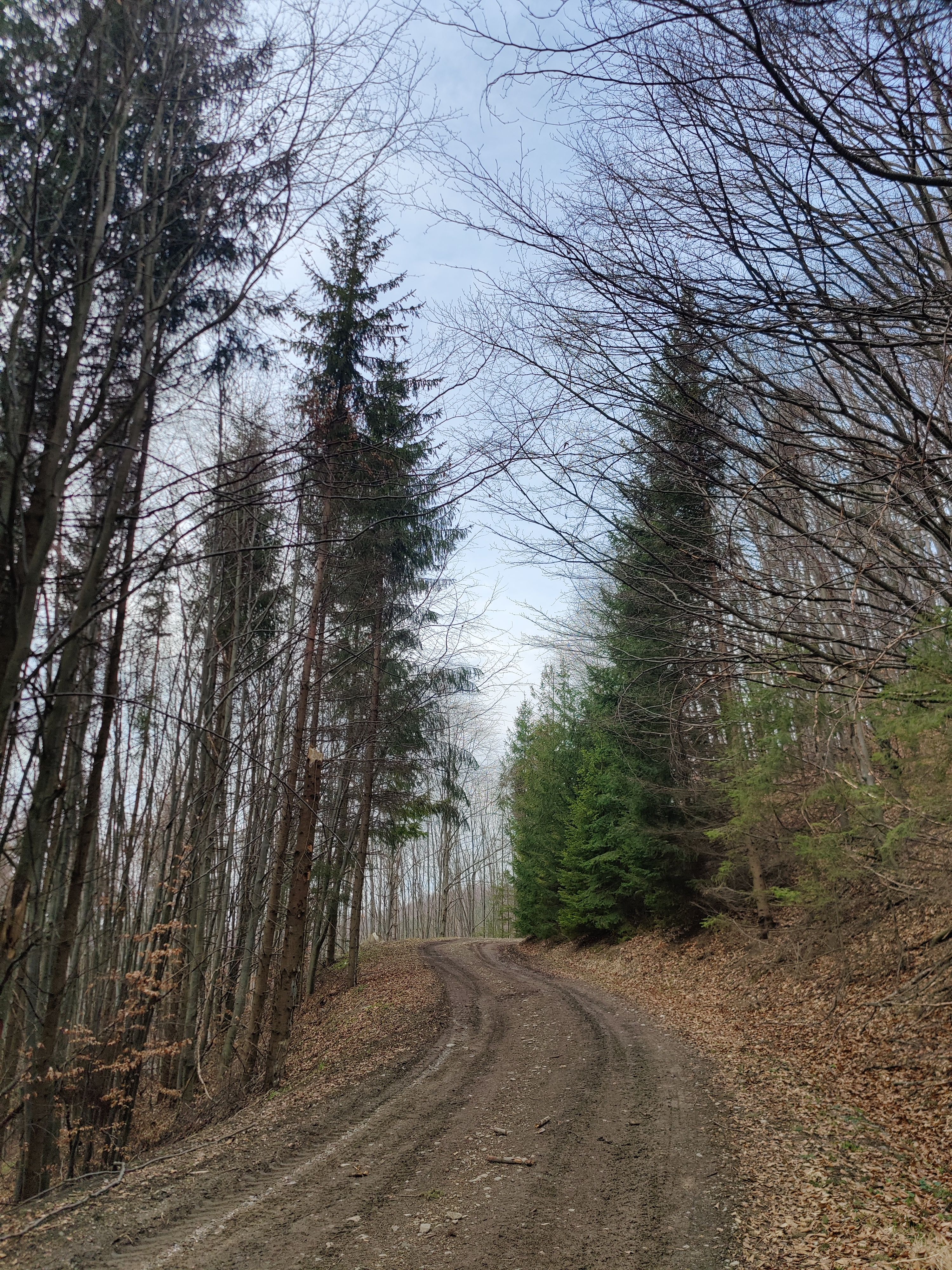 Serene Forest Pathway in Early Spring · Free Stock Photo