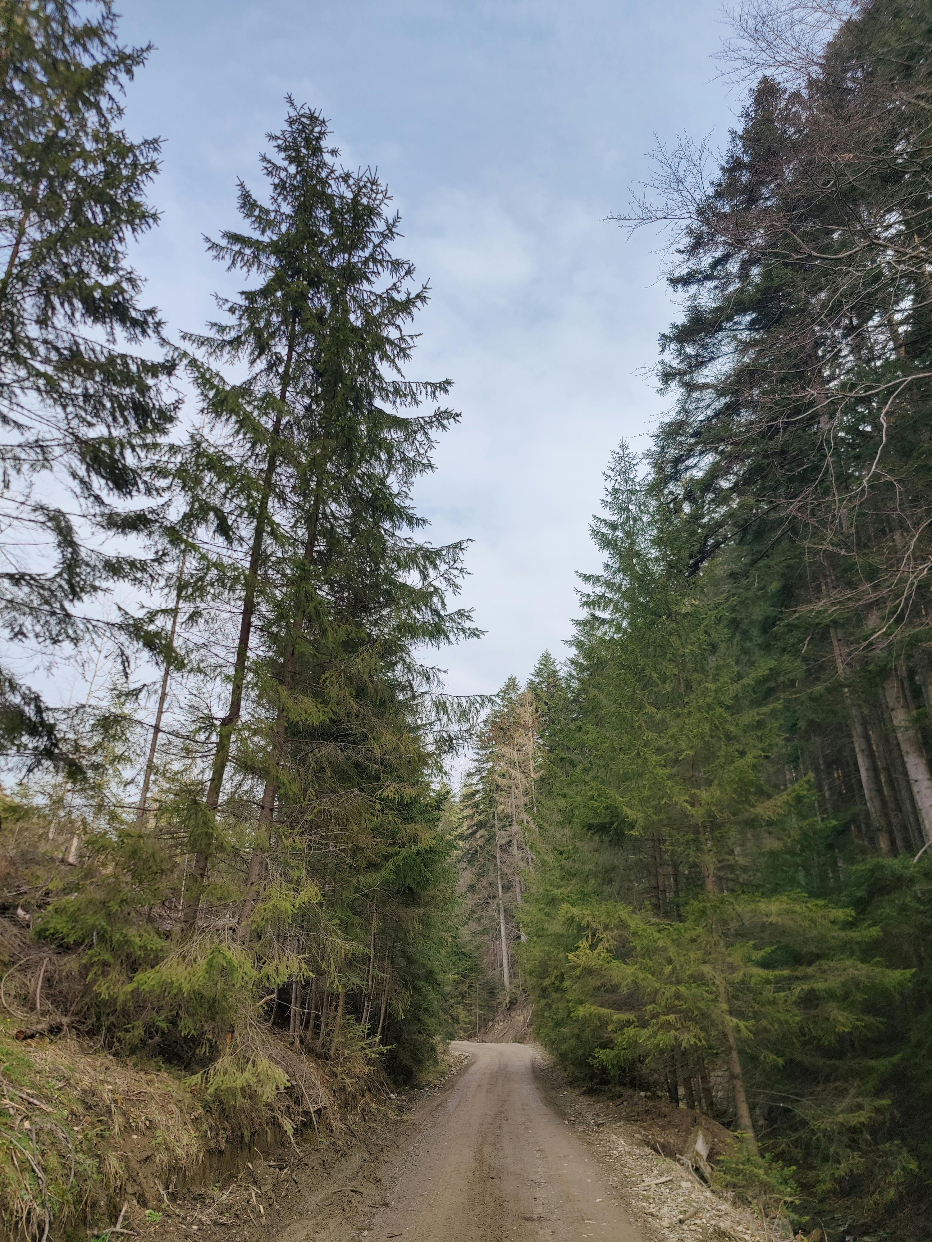 Scenic Forest Path Lined with Pine Trees · Free Stock Photo