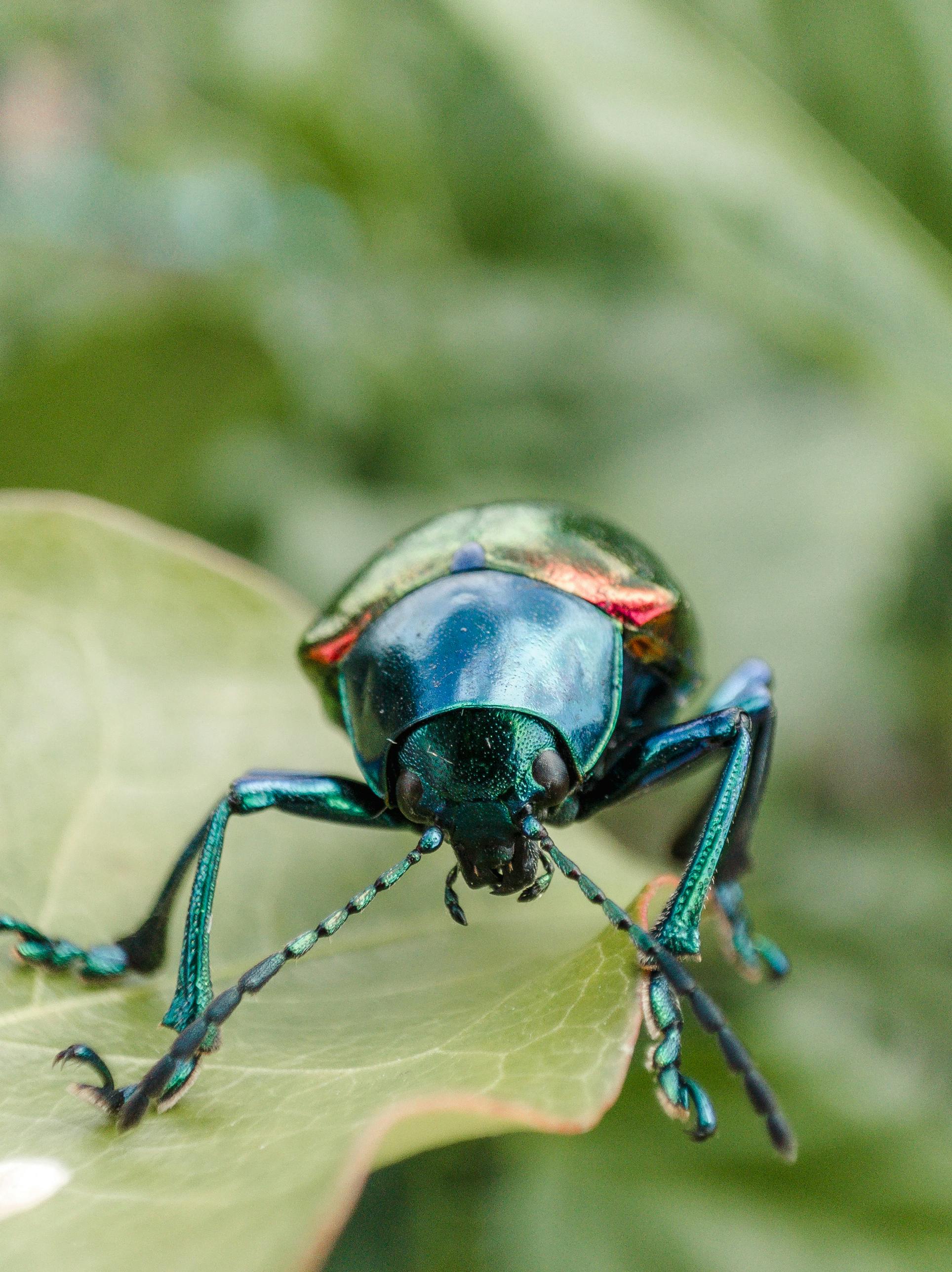 Squish Bug Photos, Download The BEST Free Squish Bug Stock Photos & HD ...