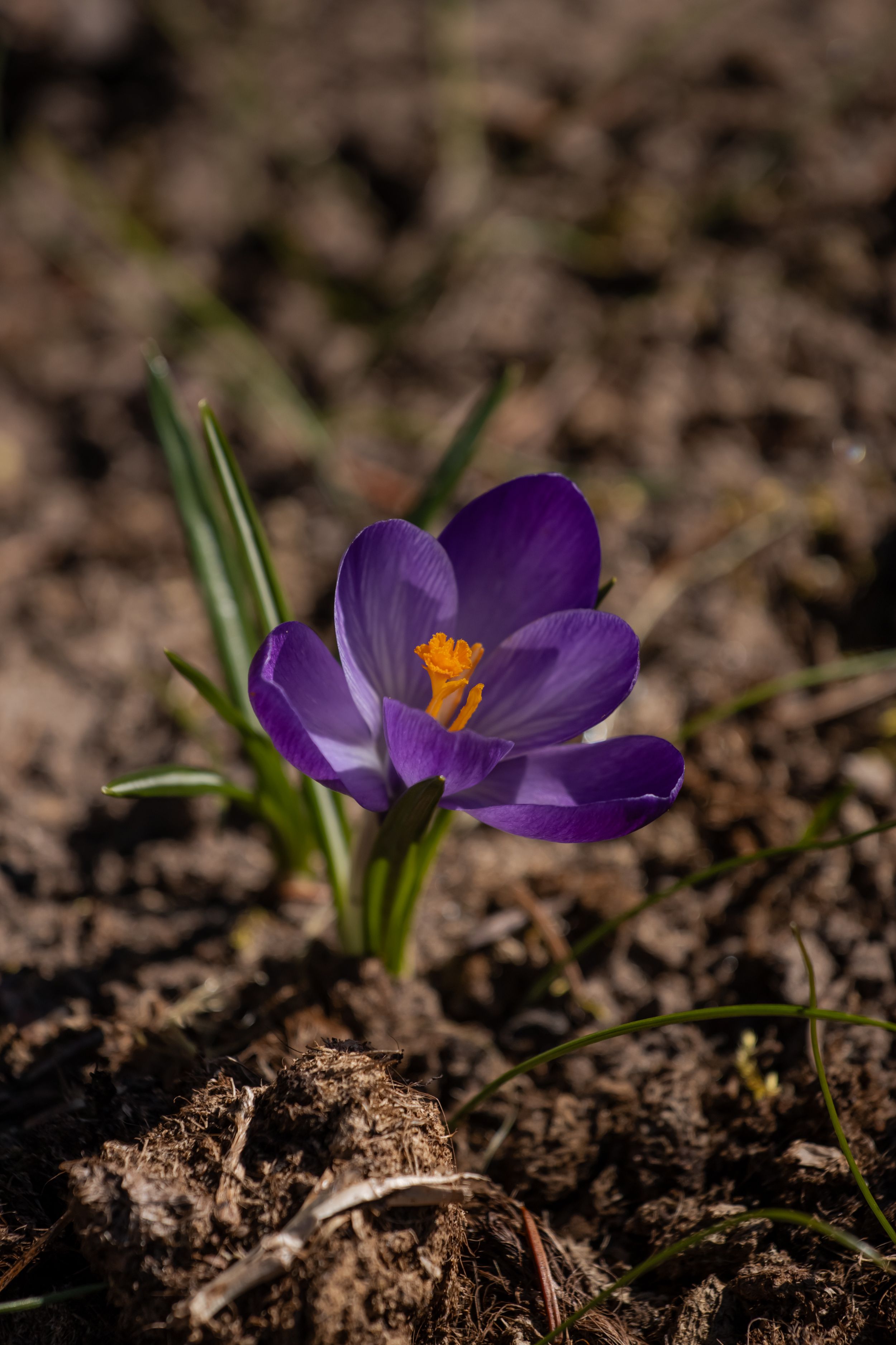 Blown Flower Photos, Download The BEST Free Blown Flower Stock Photos ...