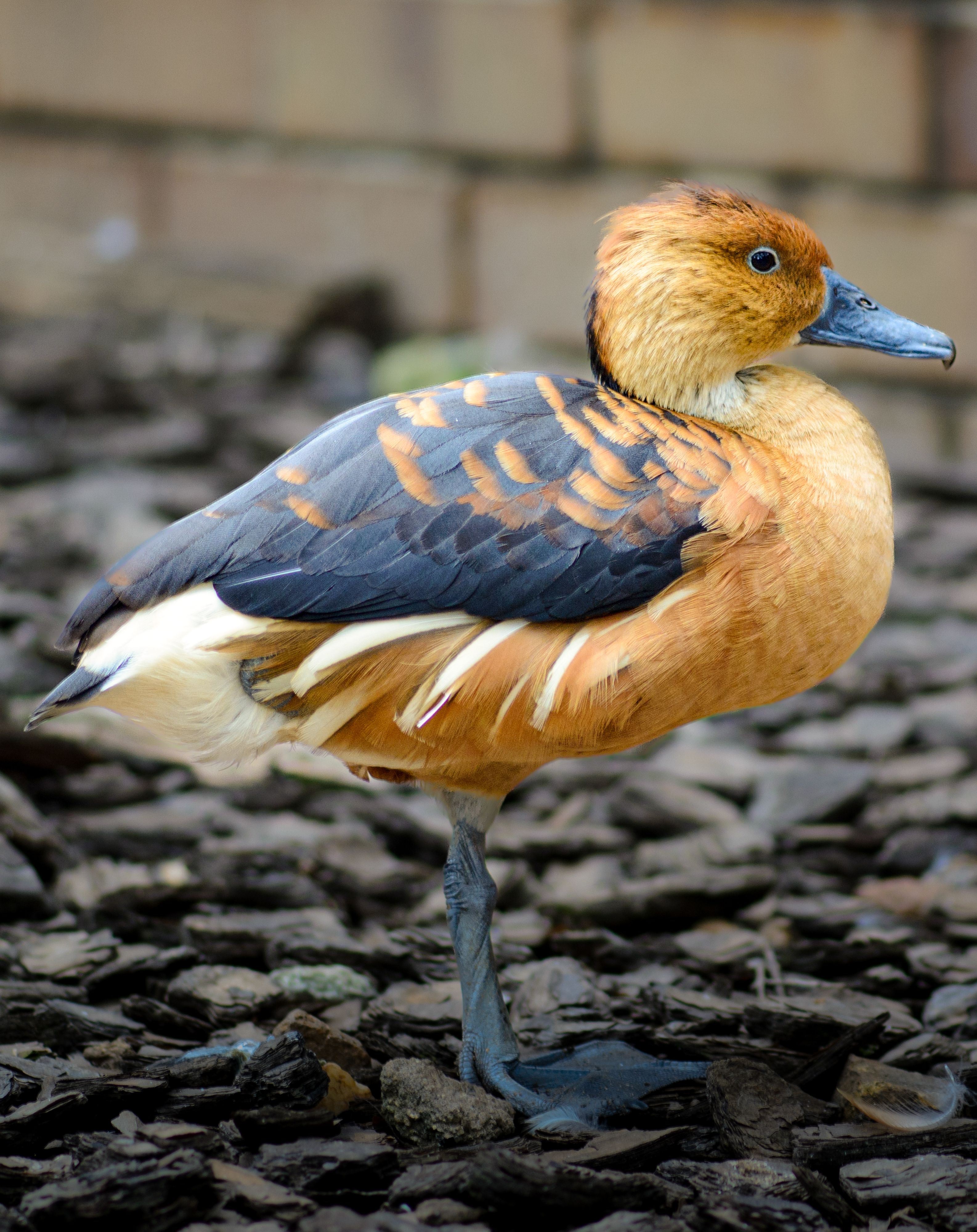 African Duck Photos, Download The BEST Free African Duck Stock Photos ...