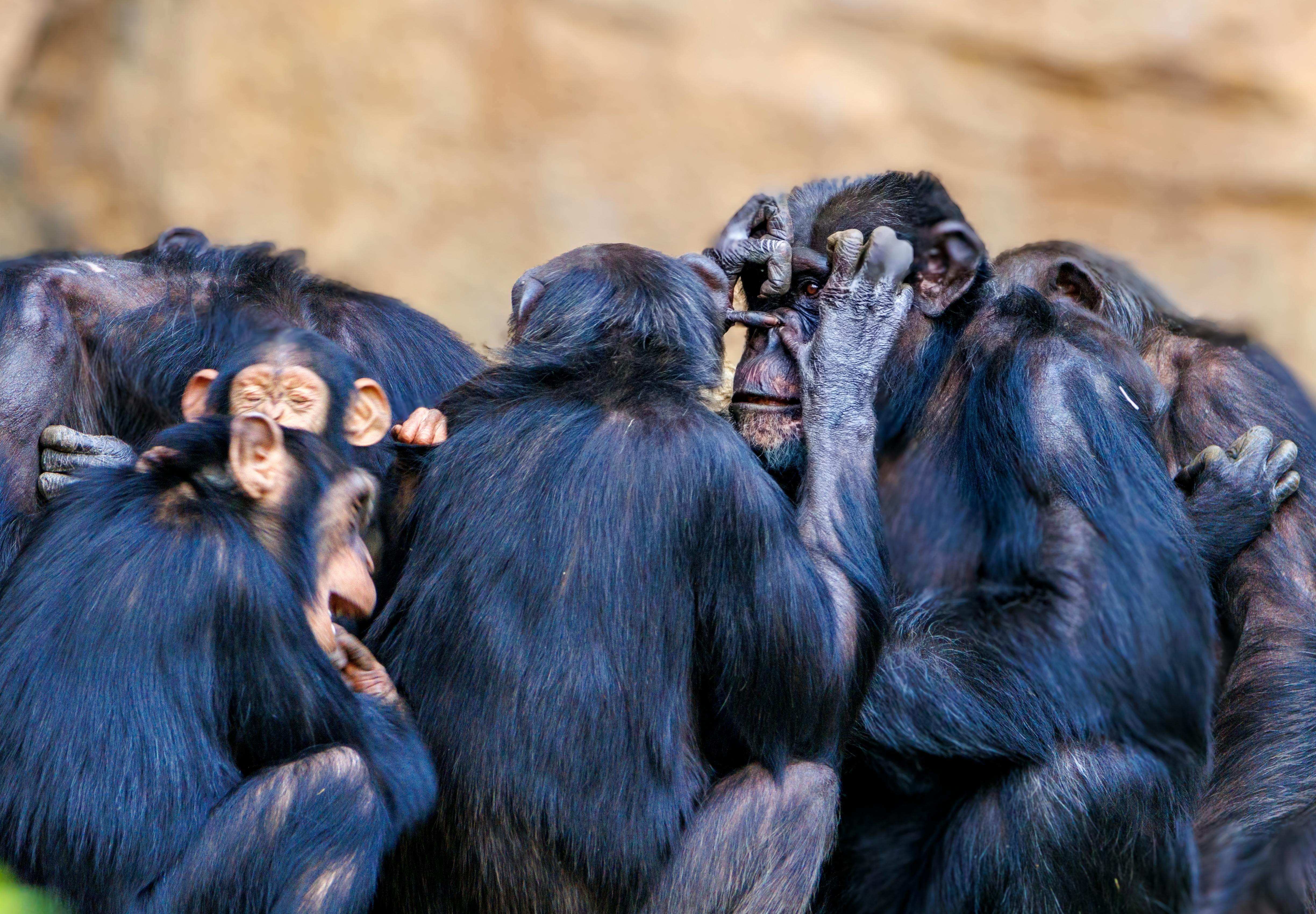 Chimpanzee Group Social Grooming in Natural Habitat · Free Stock Photo
