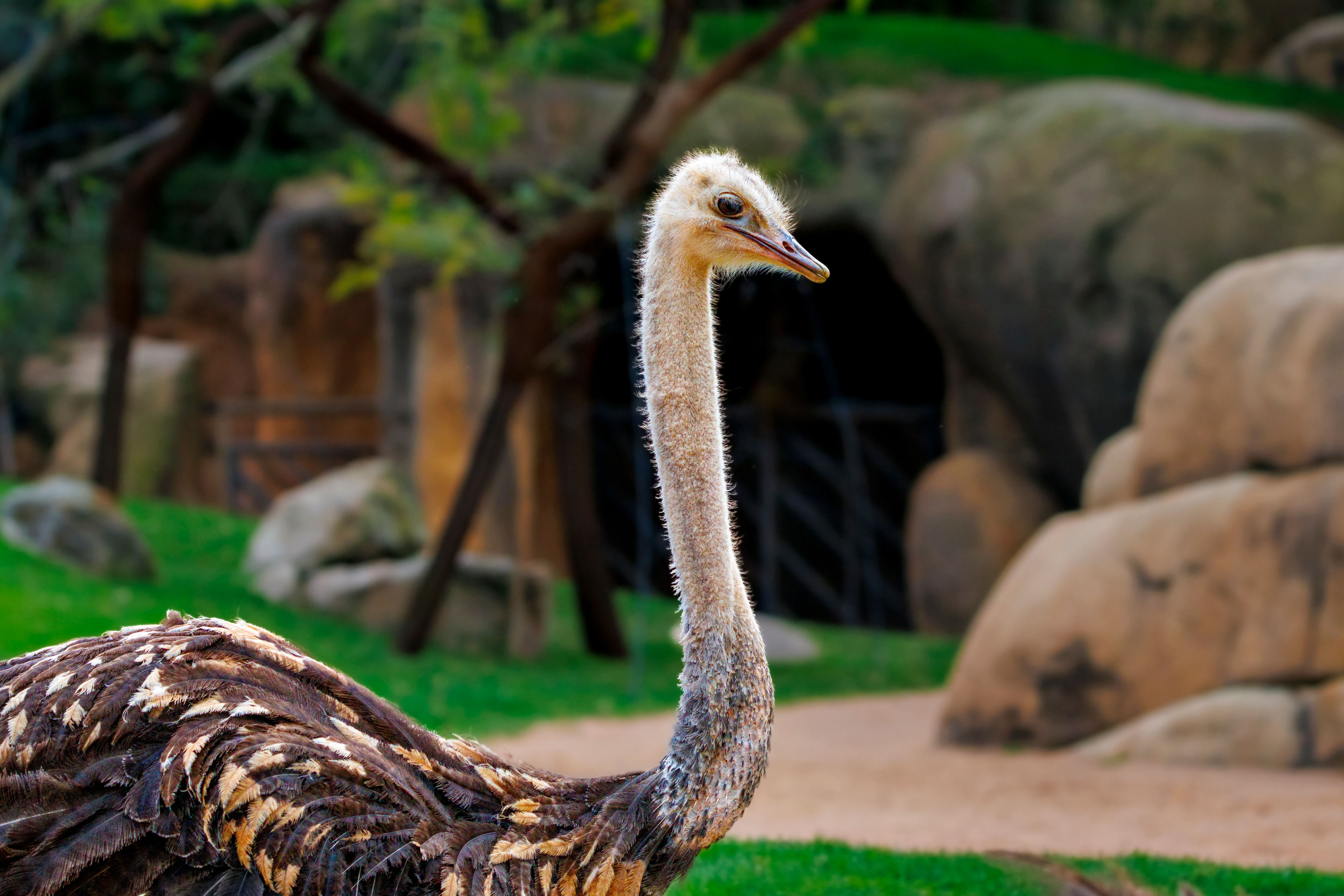 Majestic Ostrich in Natural Habitat Outdoors · Free Stock Photo