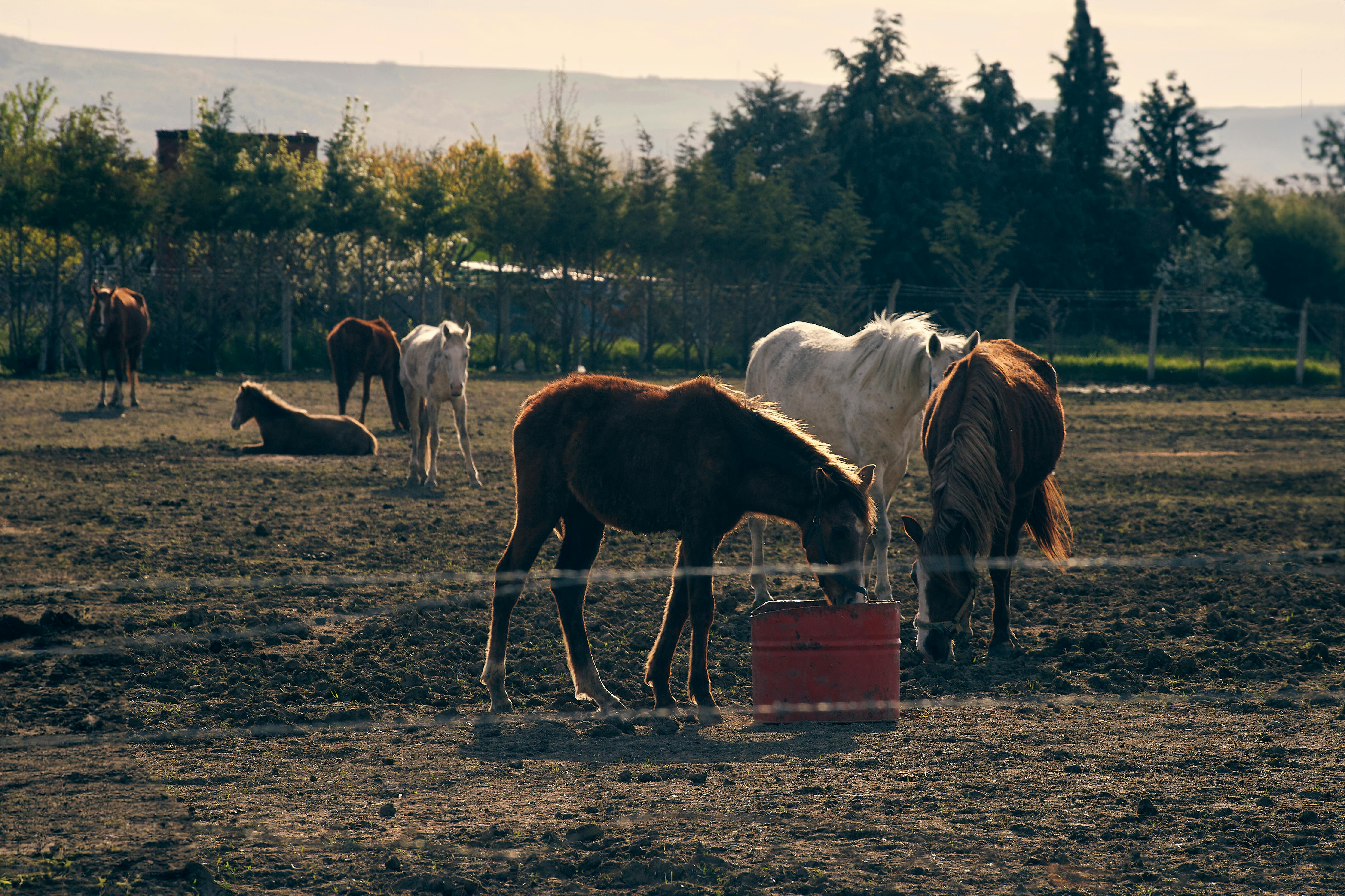 Hay Tegning Photos, Download The BEST Free Hay Tegning Stock Photos ...