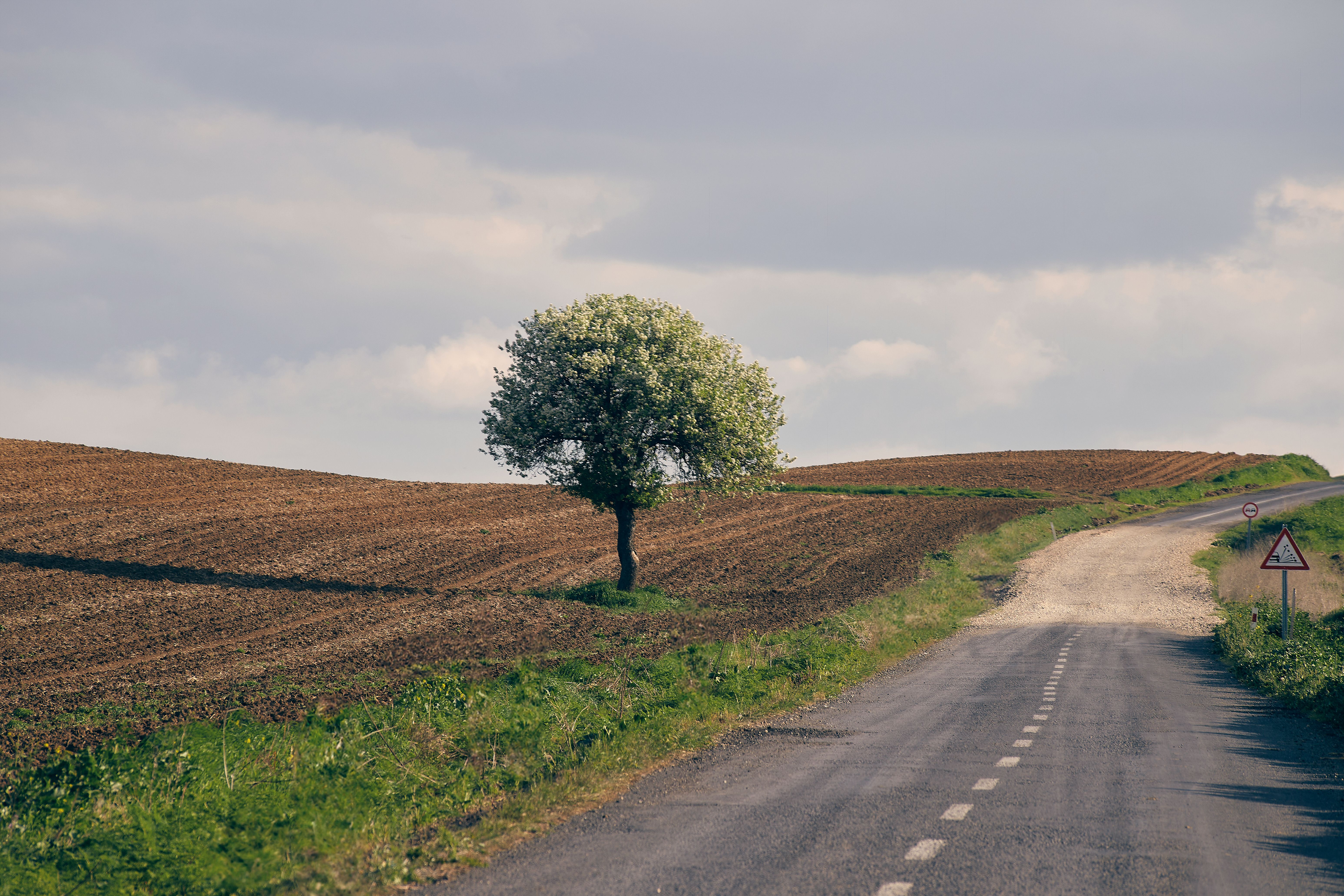 Lonely Tree by Country Road in Spring · Free Stock Photo