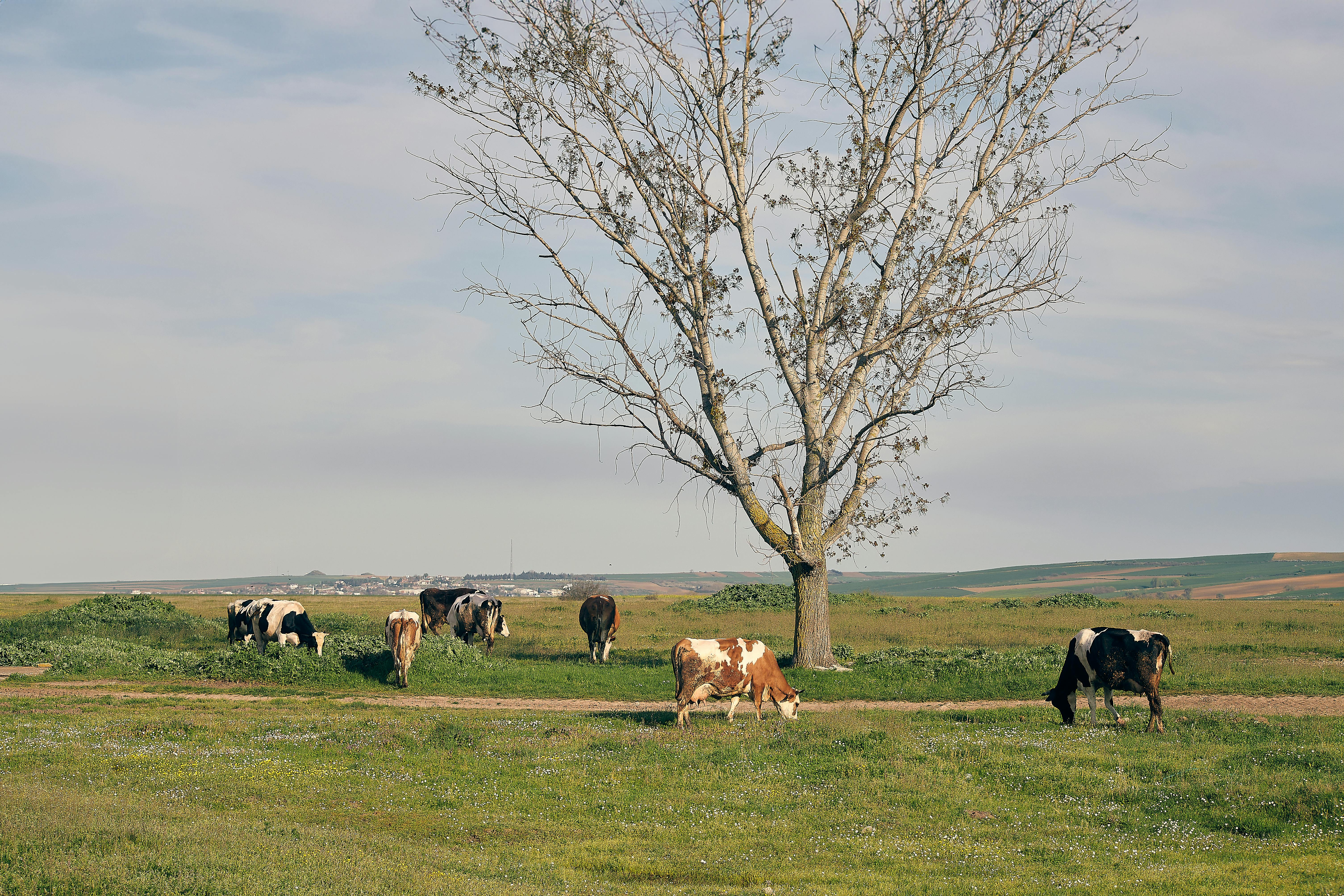 Pastoral Landscape with Cows and Tree in Spring · Free Stock Photo