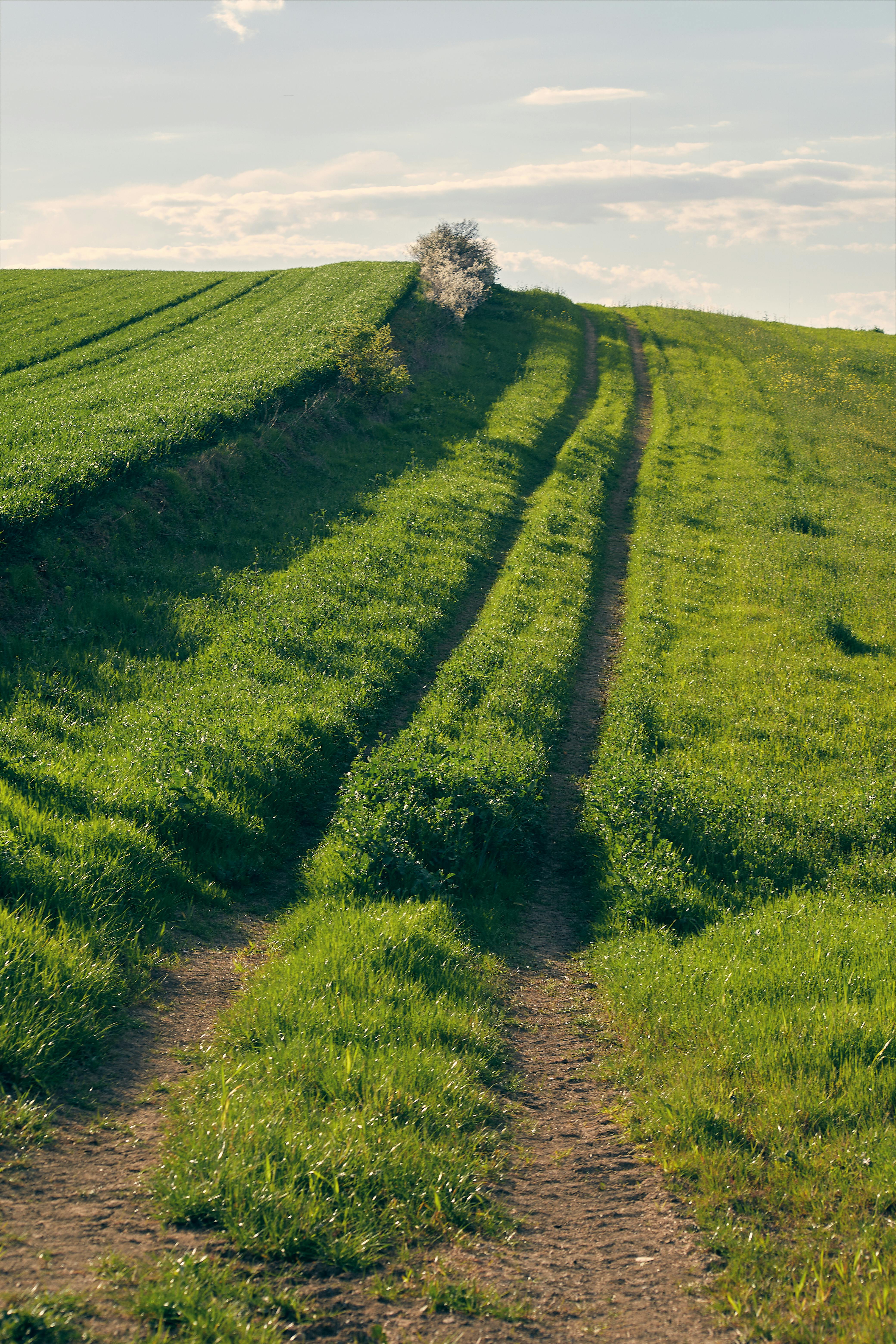 Idyllic Spring Countryside Pathway · Free Stock Photo