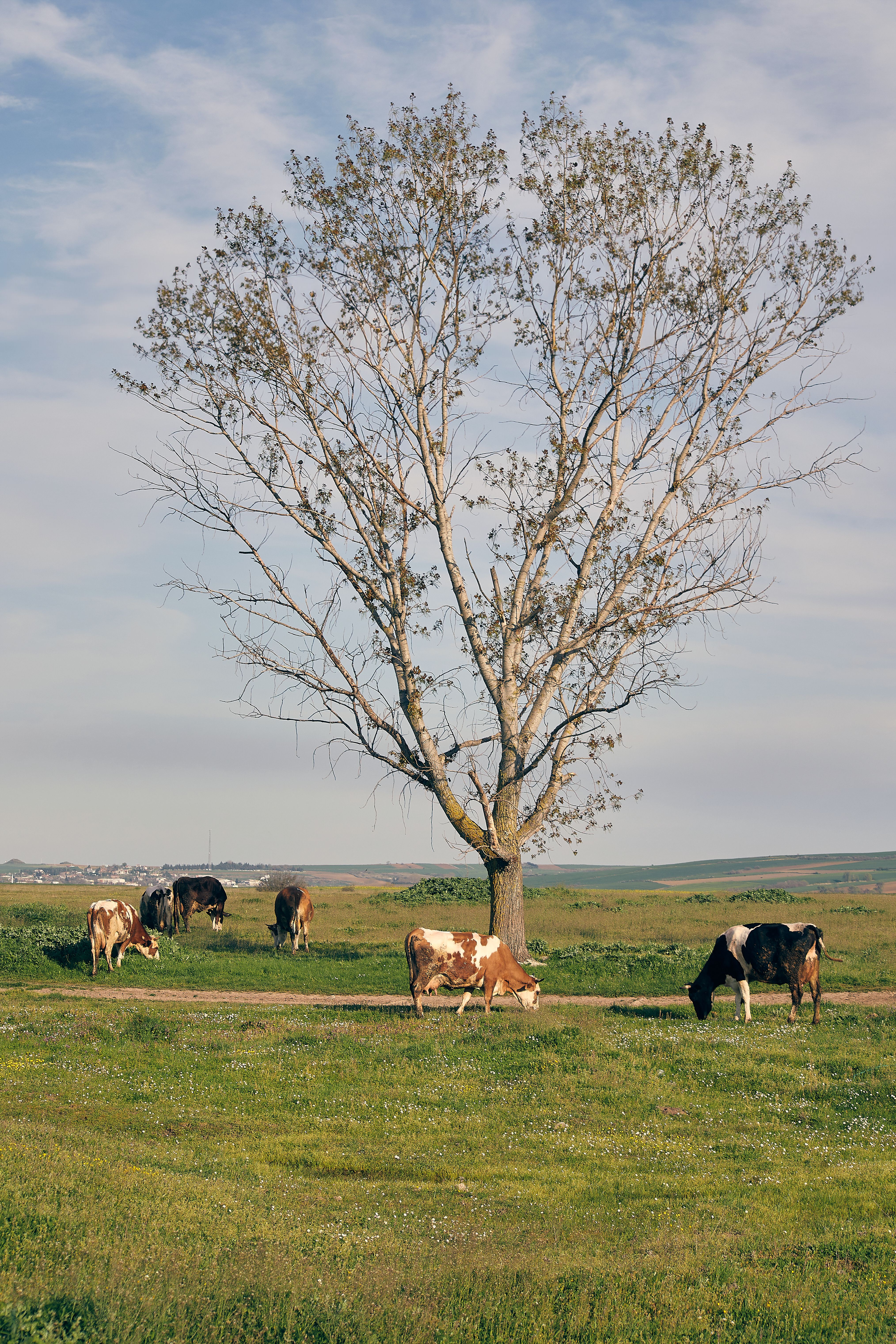 Pastoral Landscape with Cows and Tree in Spring · Free Stock Photo