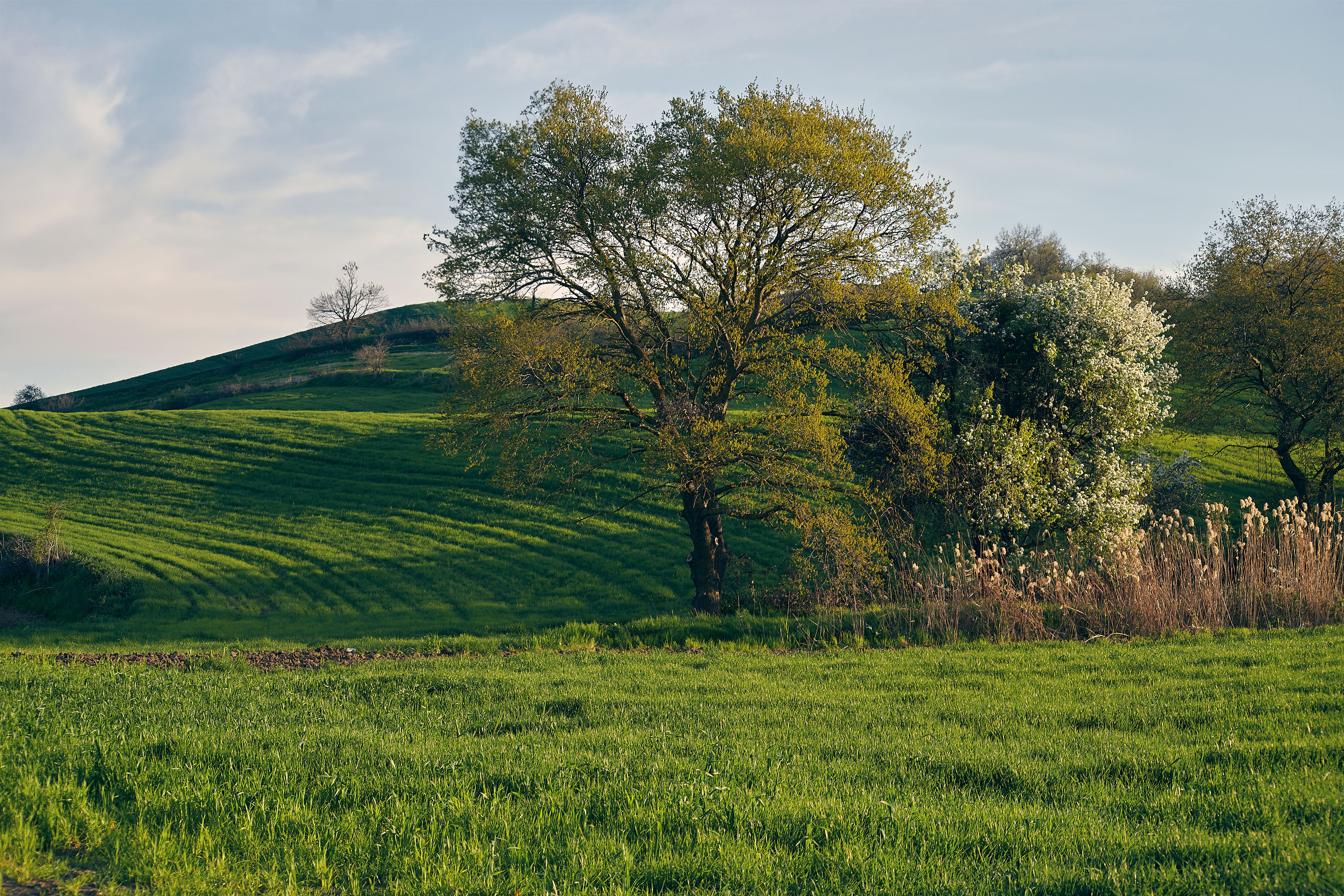Lush Spring Landscape with Rolling Hills · Free Stock Photo