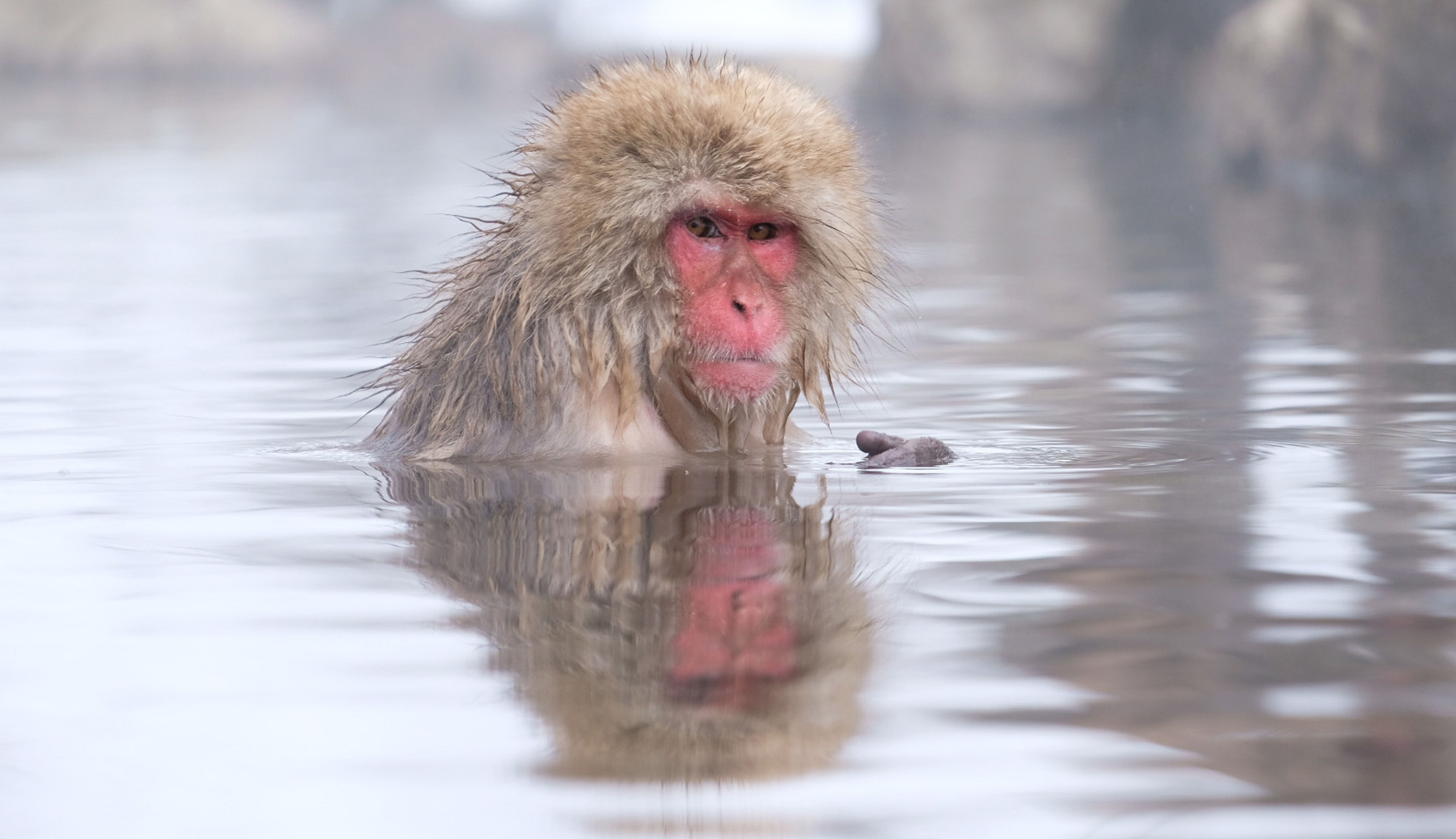 Japanese Macaque Bathing in Hot Spring · Free Stock Photo