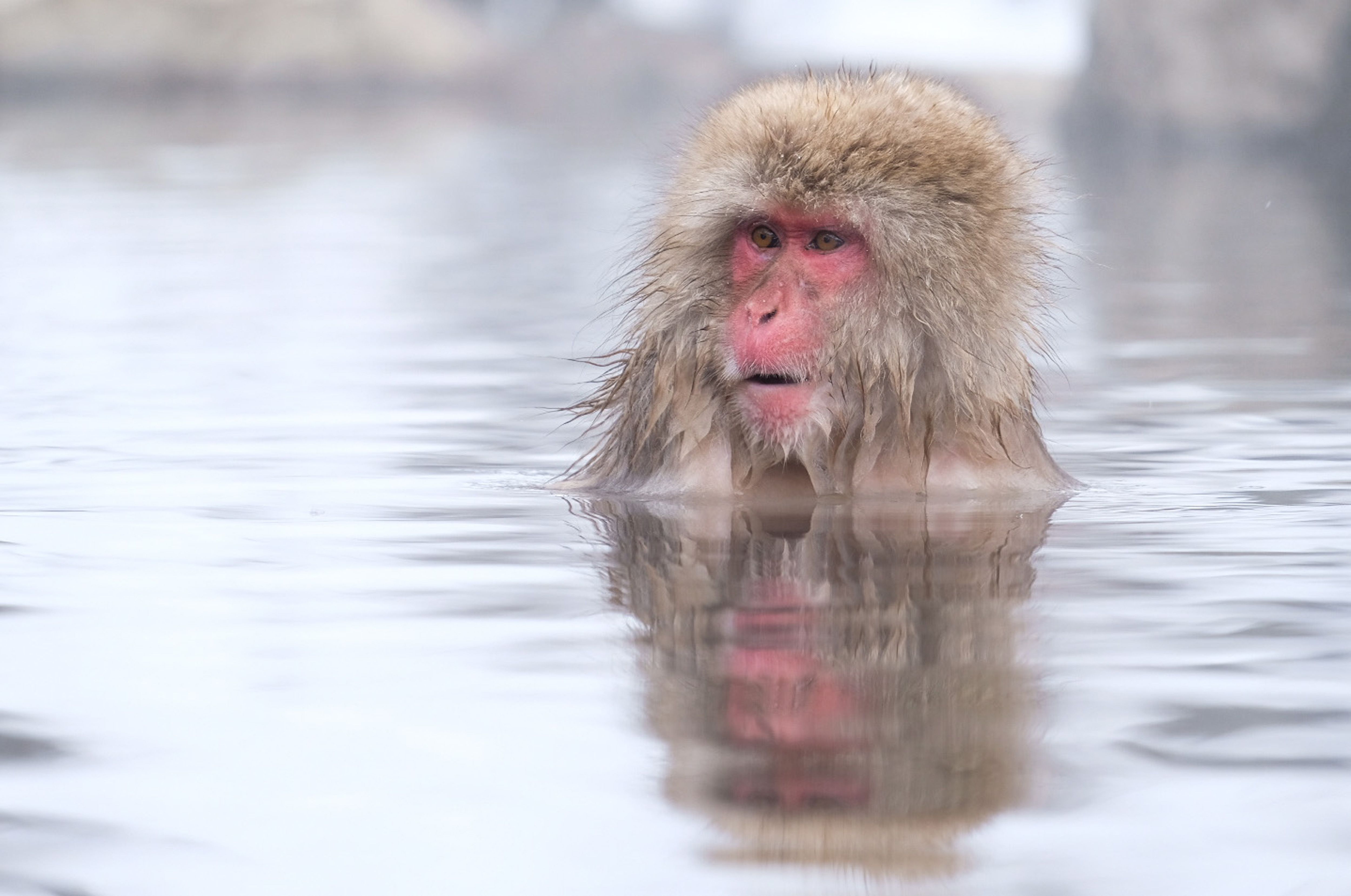 Monkey Spa Photos, Download The BEST Free Monkey Spa Stock Photos & HD ...