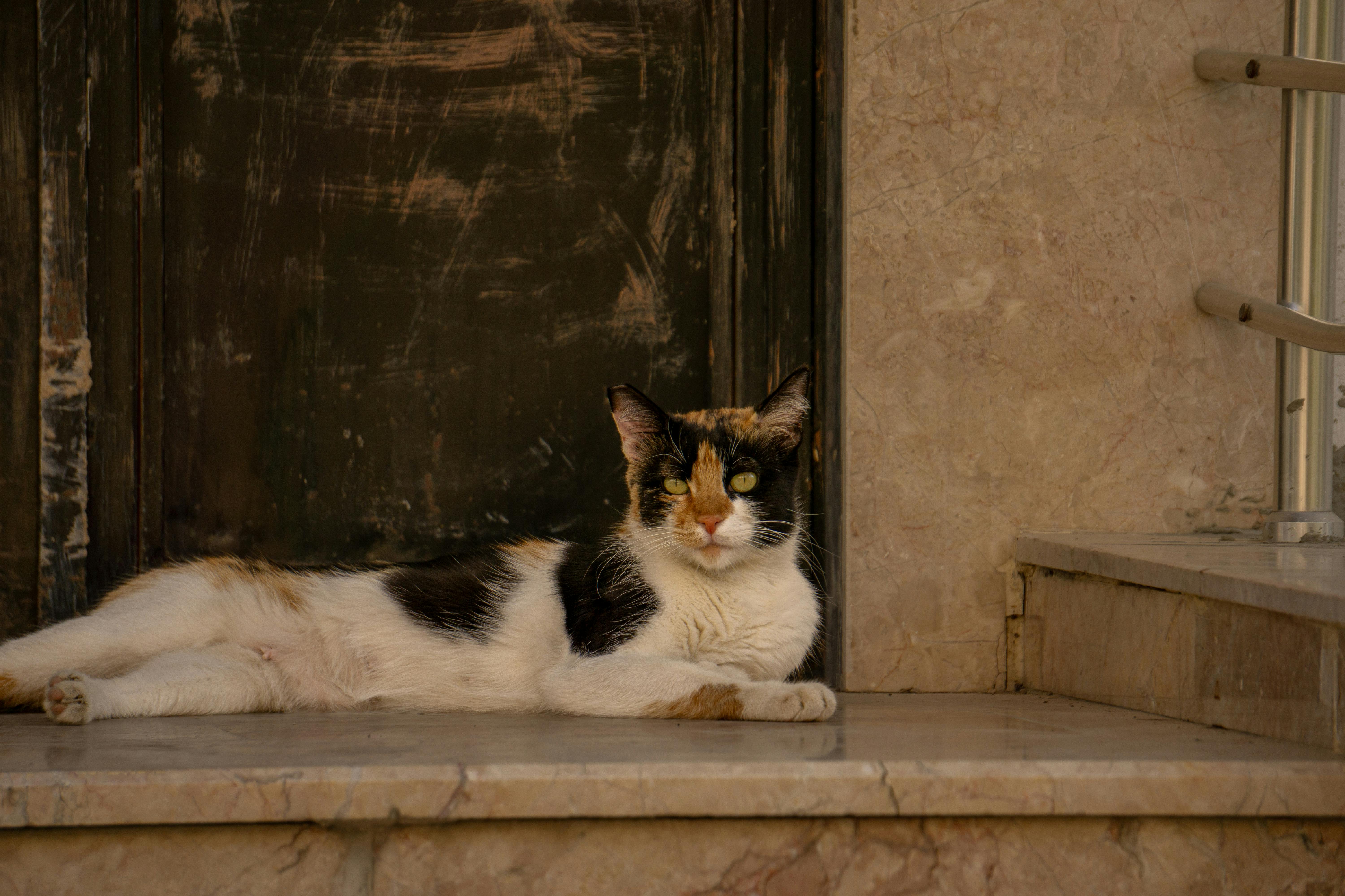 Relaxed Calico Cat Lounging on Marble Steps · Free Stock Photo