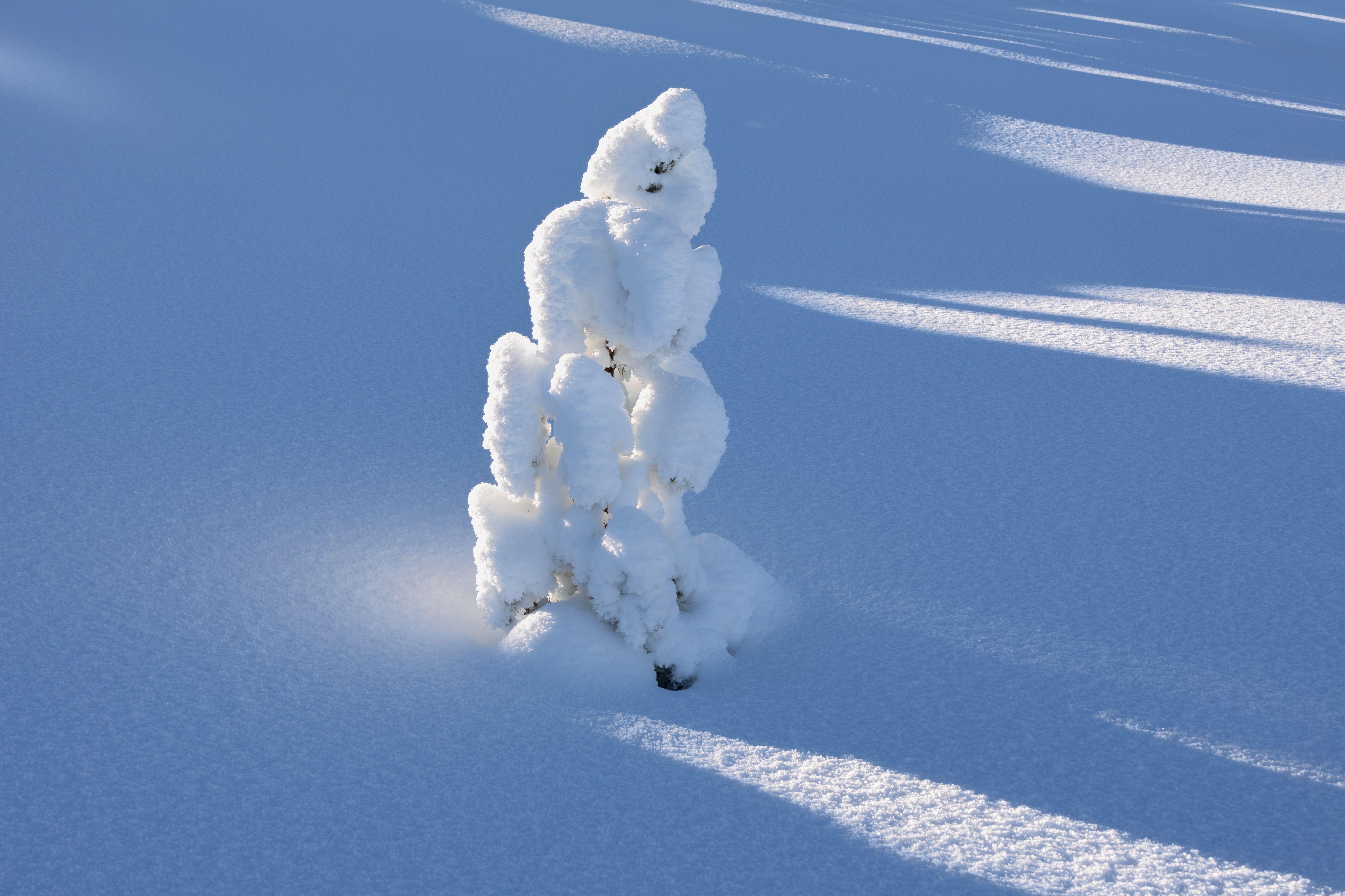 Serene Snow-Covered Tree in Finnish Landscape · Free Stock Photo