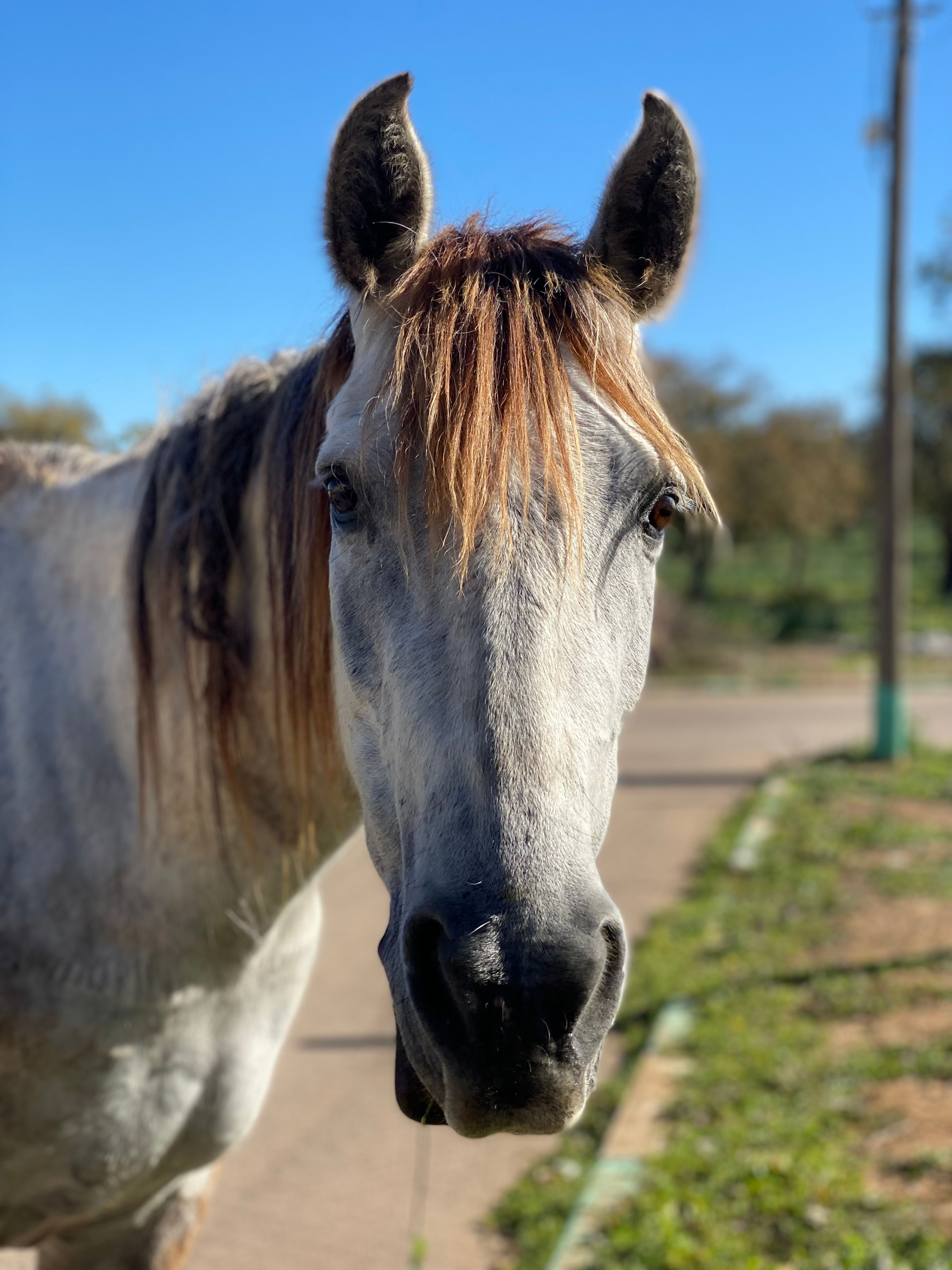 Elegant Arabian Horse in Moroccan Countryside · Free Stock Photo