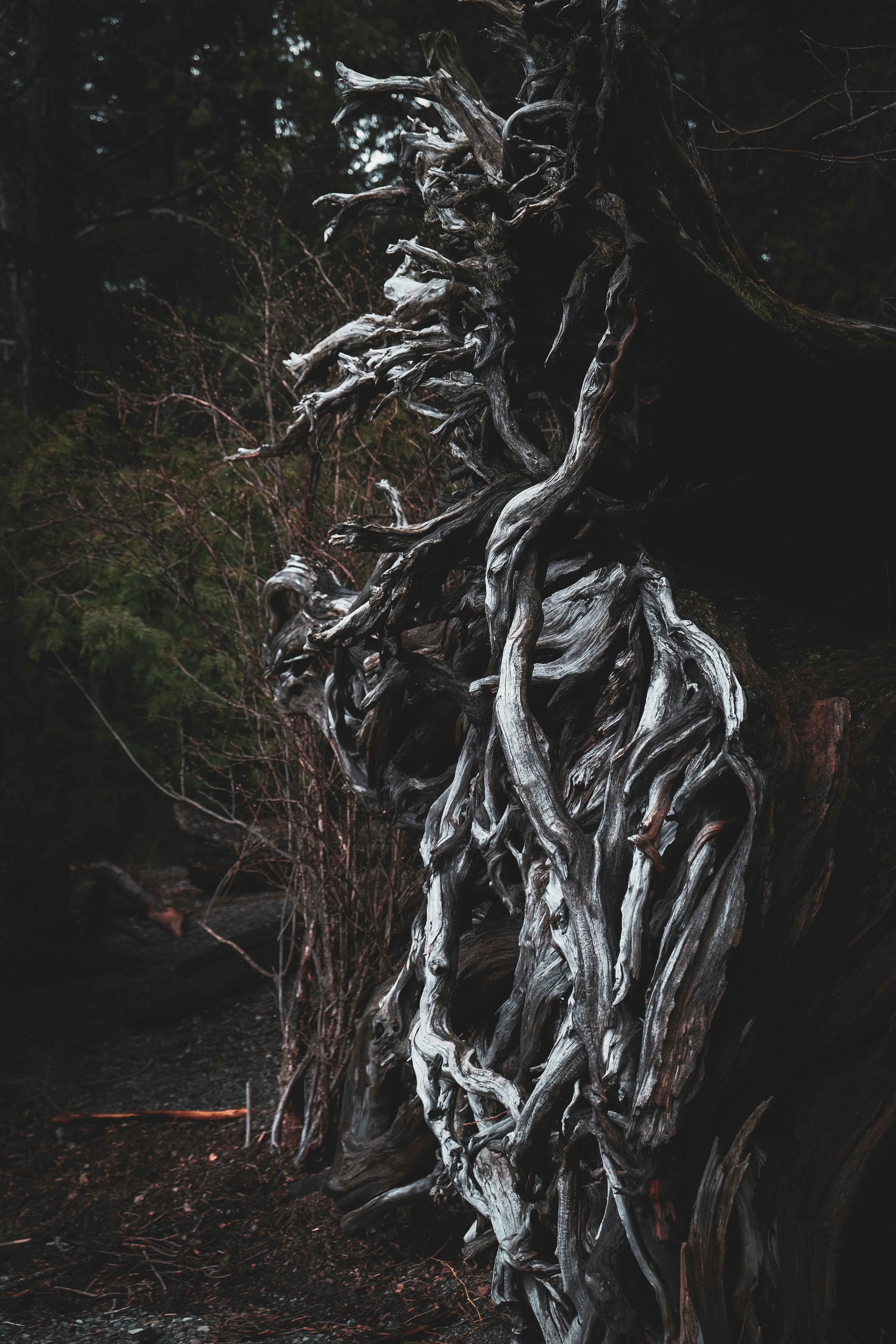 Dramatic Gnarled Tree Roots in Forest Setting · Free Stock Photo