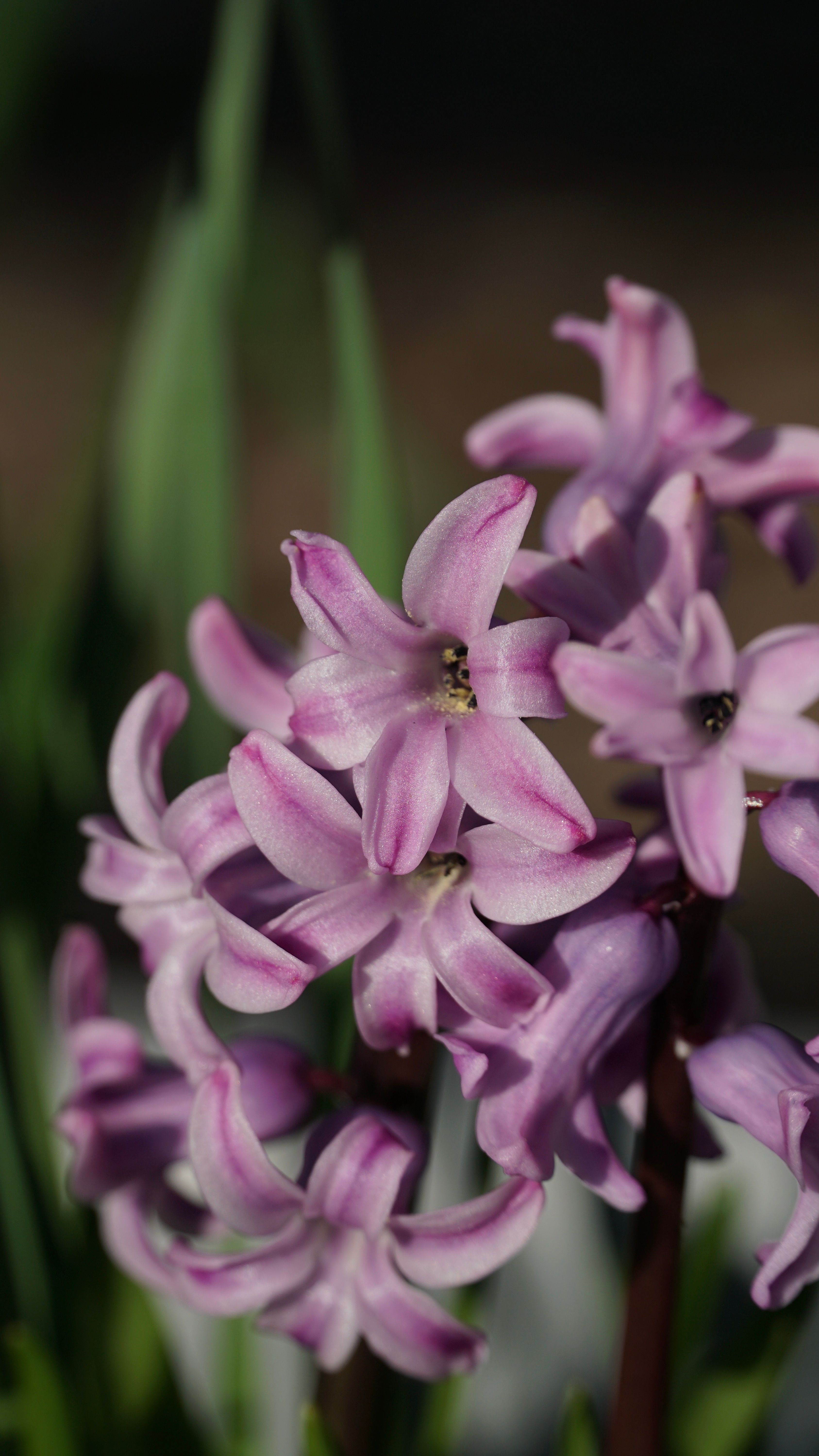Vibrant Hyacinthus Blooms in Spring Sunshine · Free Stock Photo