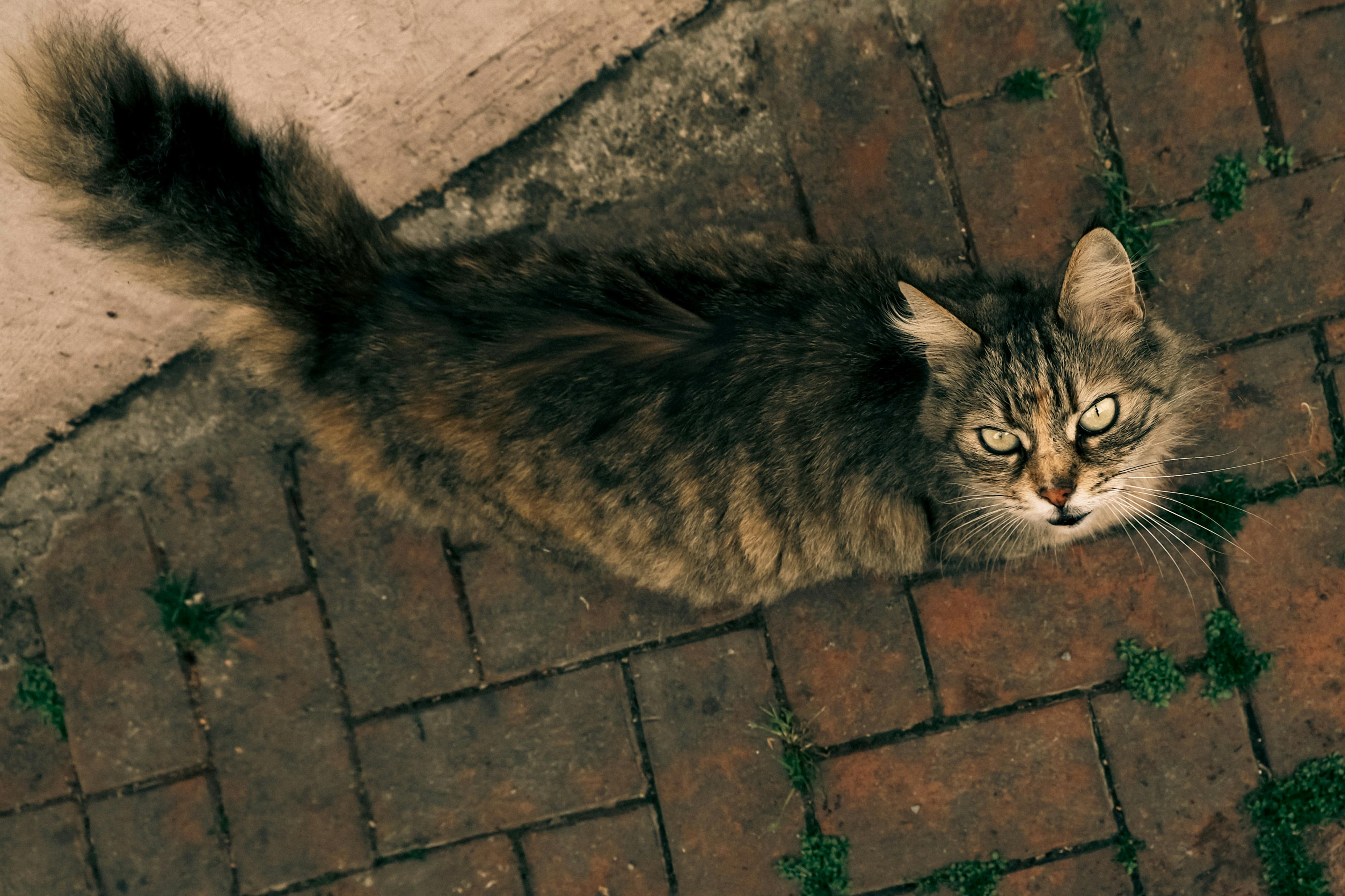 Street Cat in Bursa Captured from Above · Free Stock Photo