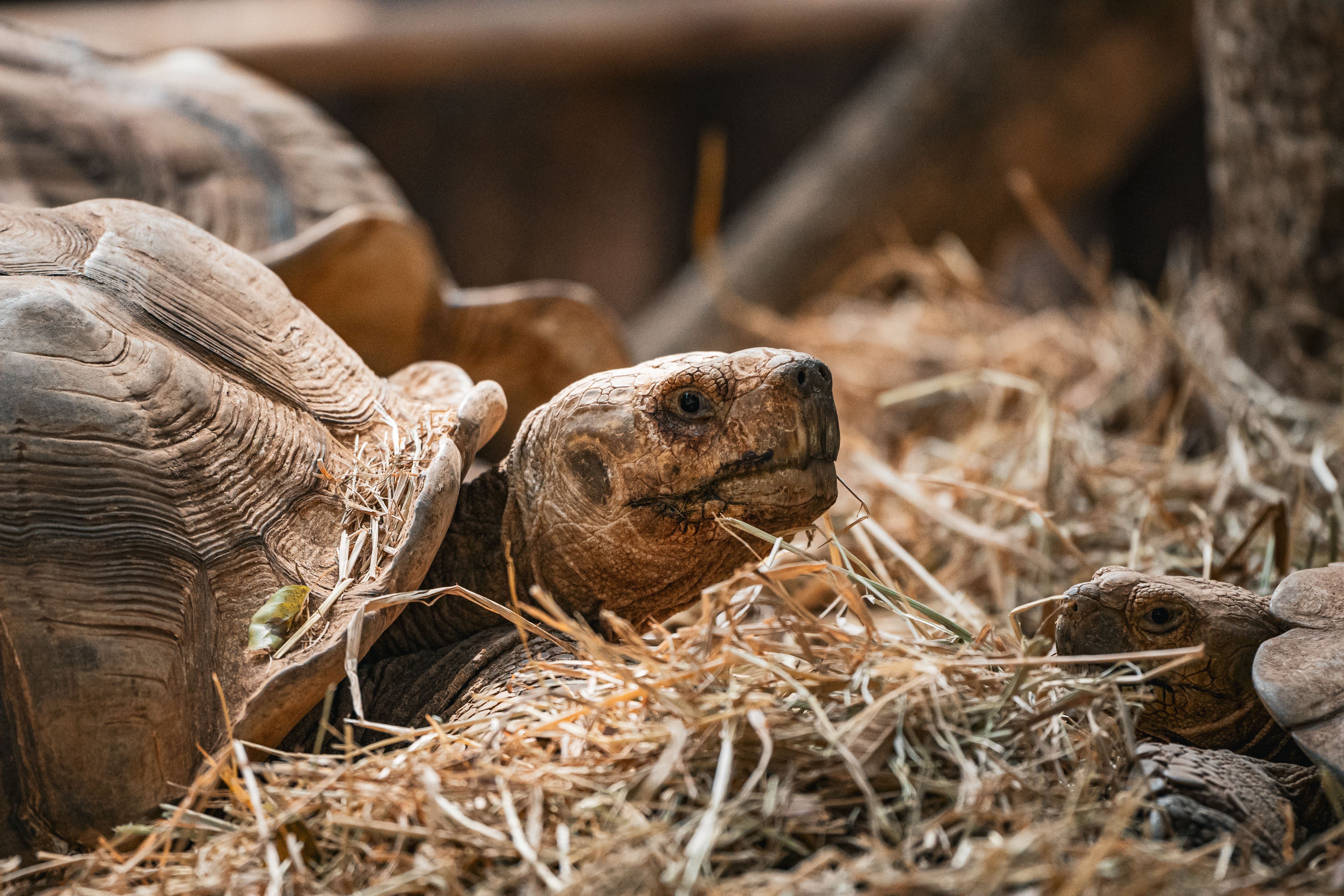 Close-up of Tortoises Resting in Natural Habitat · Free Stock Photo