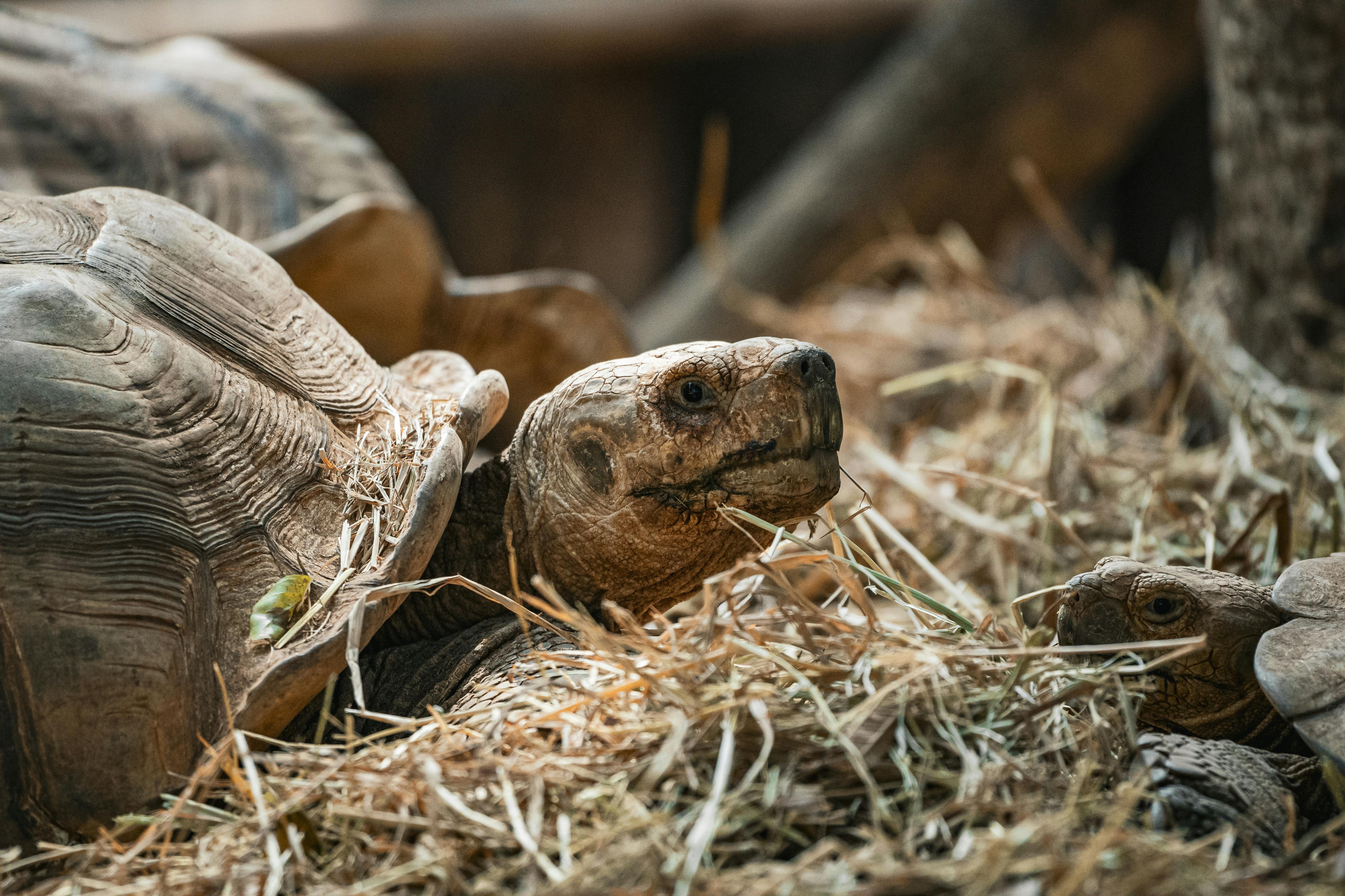 Close-up of Tortoises Resting in Natural Habitat · Free Stock Photo