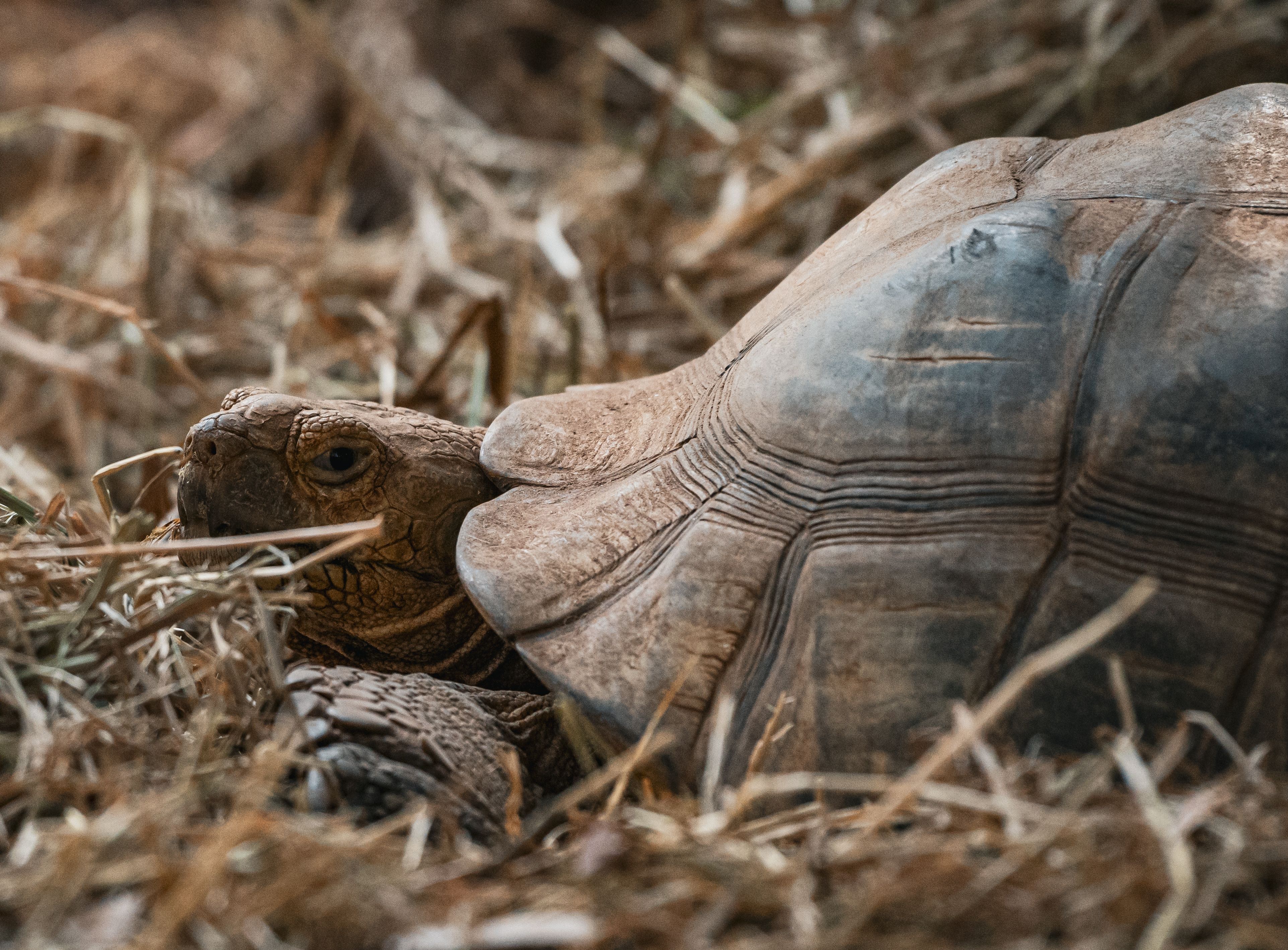 10.000+ Fotos y Imágenes de Imágenes de tortuga Gratis · Banco de Fotos ...