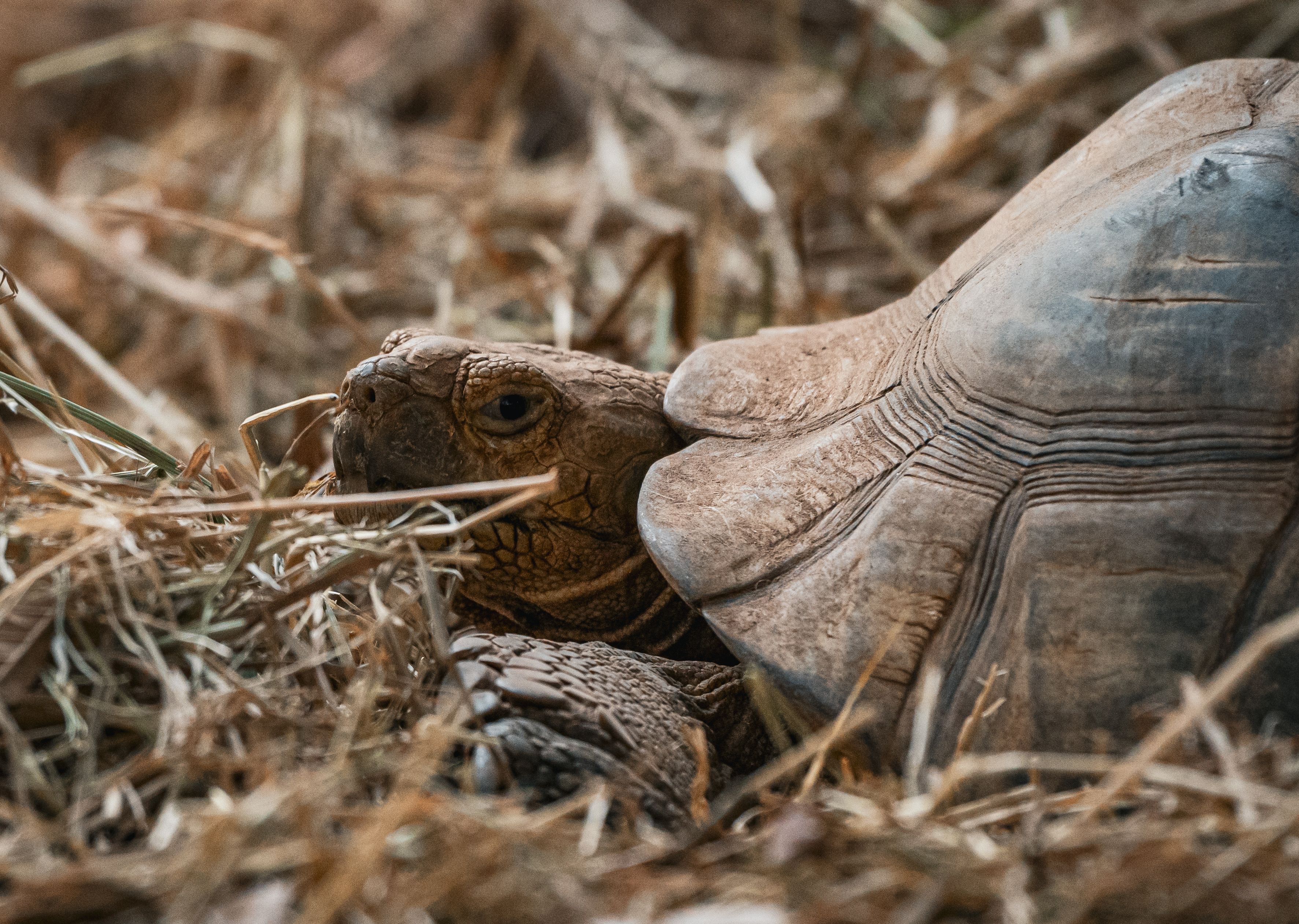 Foto De Tortuga · Foto de stock gratuita