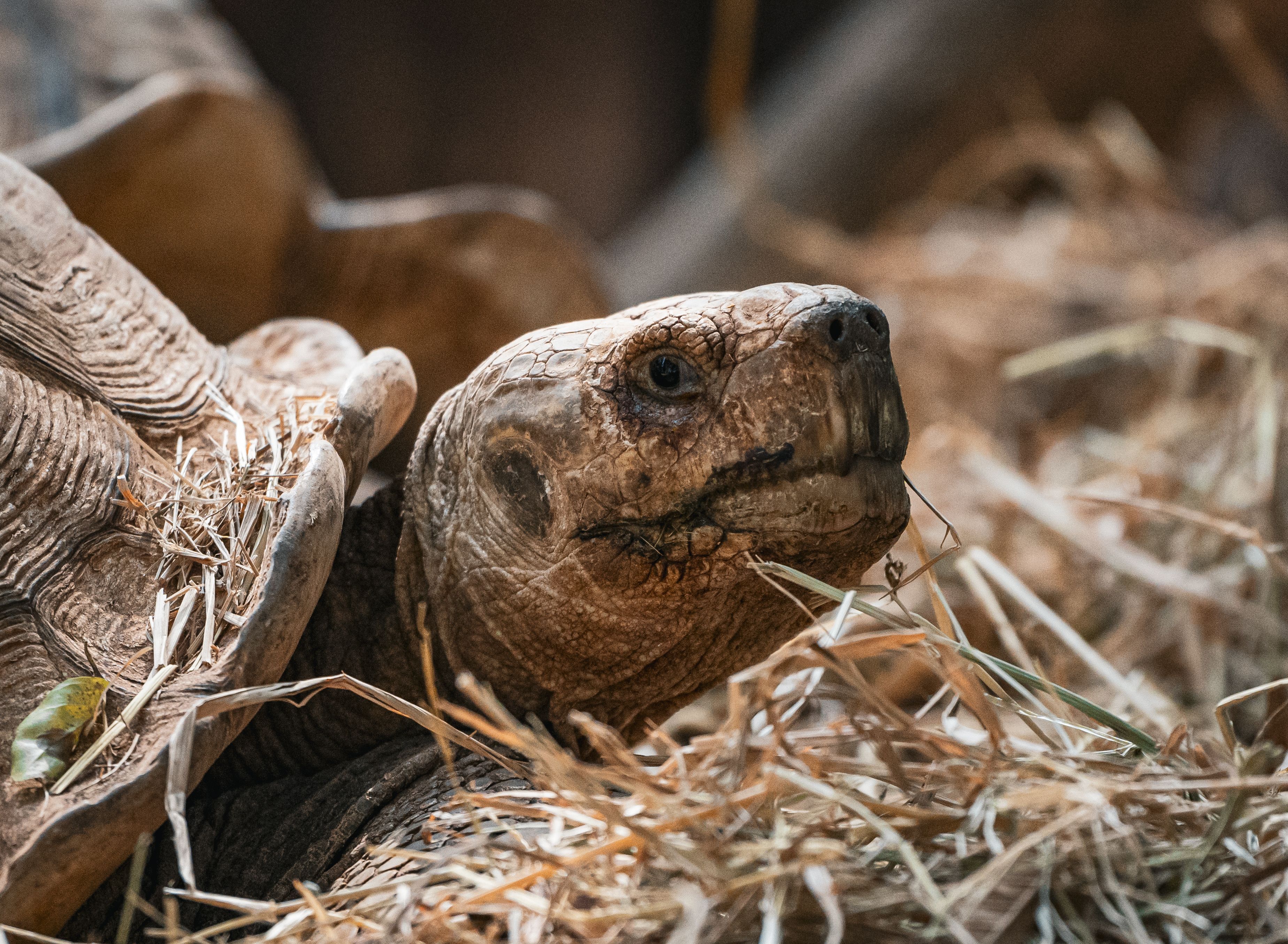 Close-up of a Tortoise in Thailand Habitat · Free Stock Photo