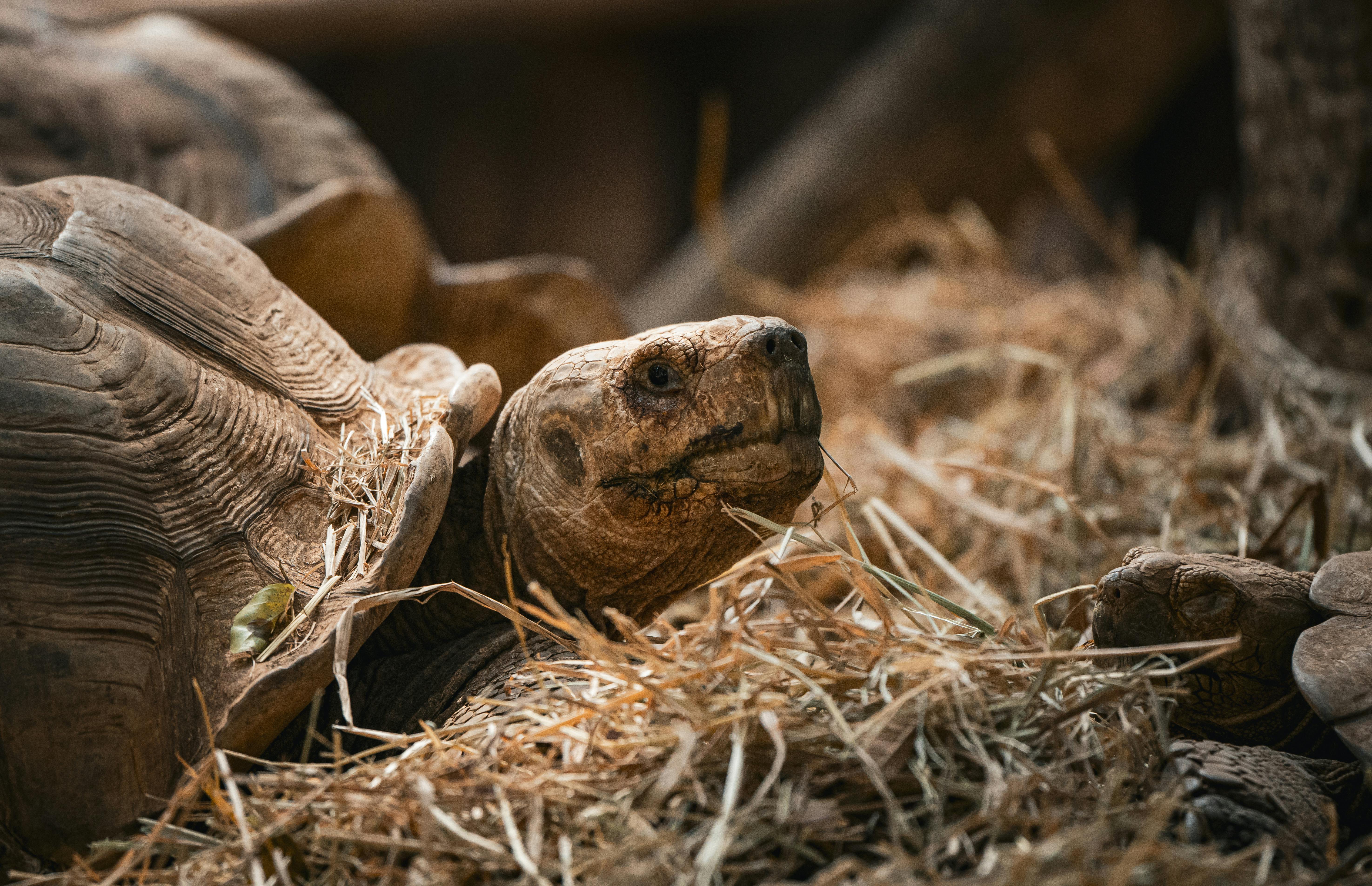 Documentary Background Templete Photos, Download The BEST Free ...