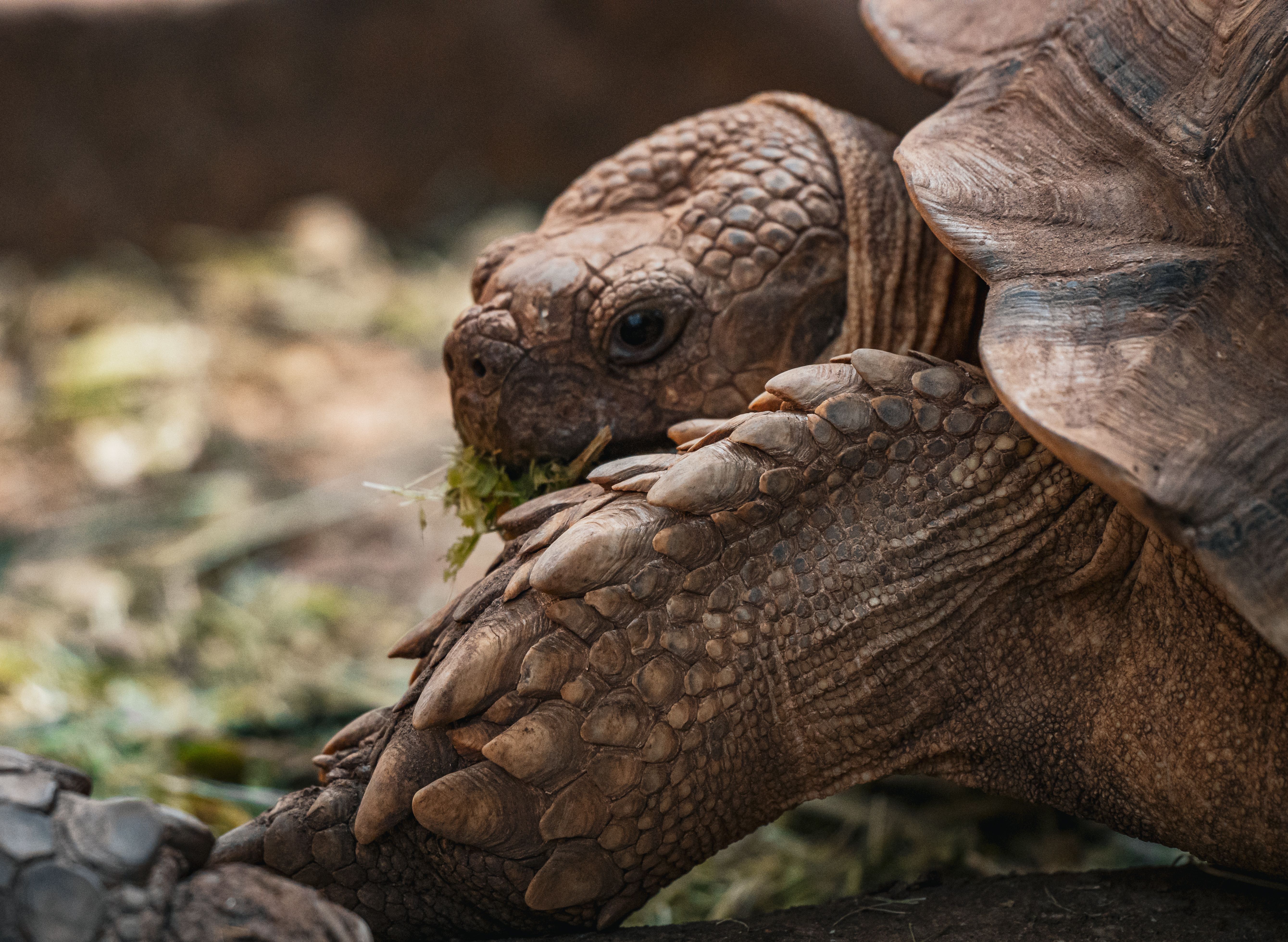 Close-up of Tortoise Head in Natural Habitat · Free Stock Photo