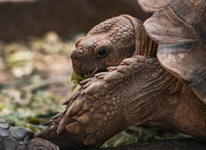 Tortoise Images Photos, Download The BEST Free Tortoise Images Stock ...